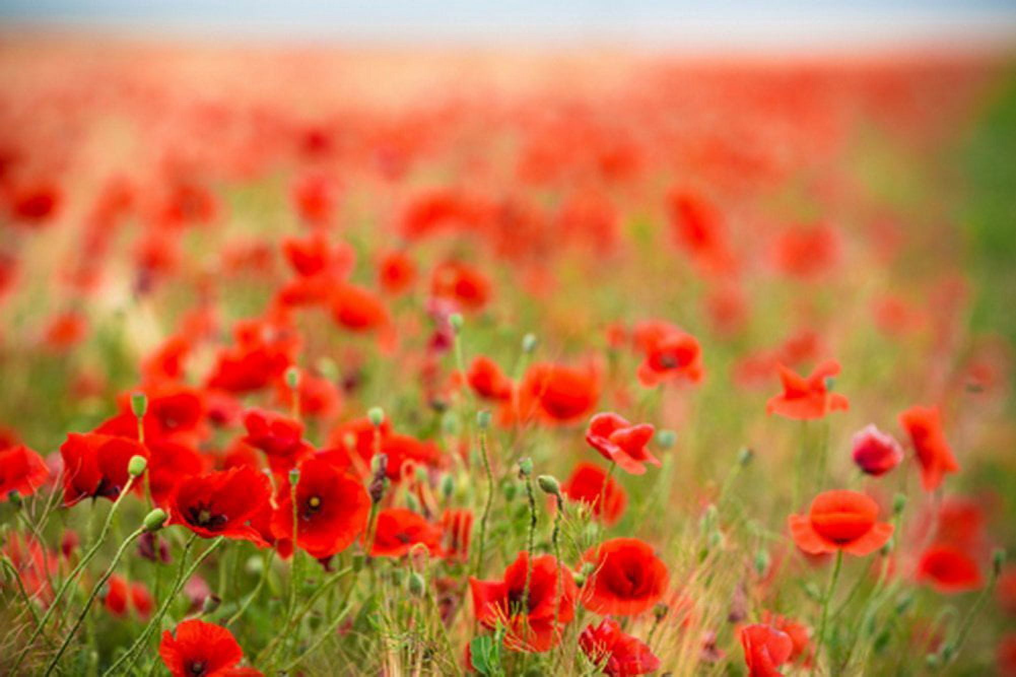 GreenDecor 7x5ft Bokeh Flowers Photography Indoor Backdrop Prop Photo ...