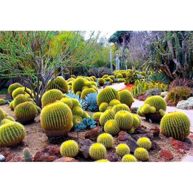 GreenDecor 7x5ft Globular Cactus Backdrops Botanic Garden Tropical ...