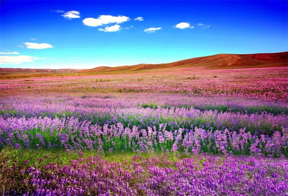 GreenDecor 7x5ft Stunning Lavender Field Landscape Photography Studio ...