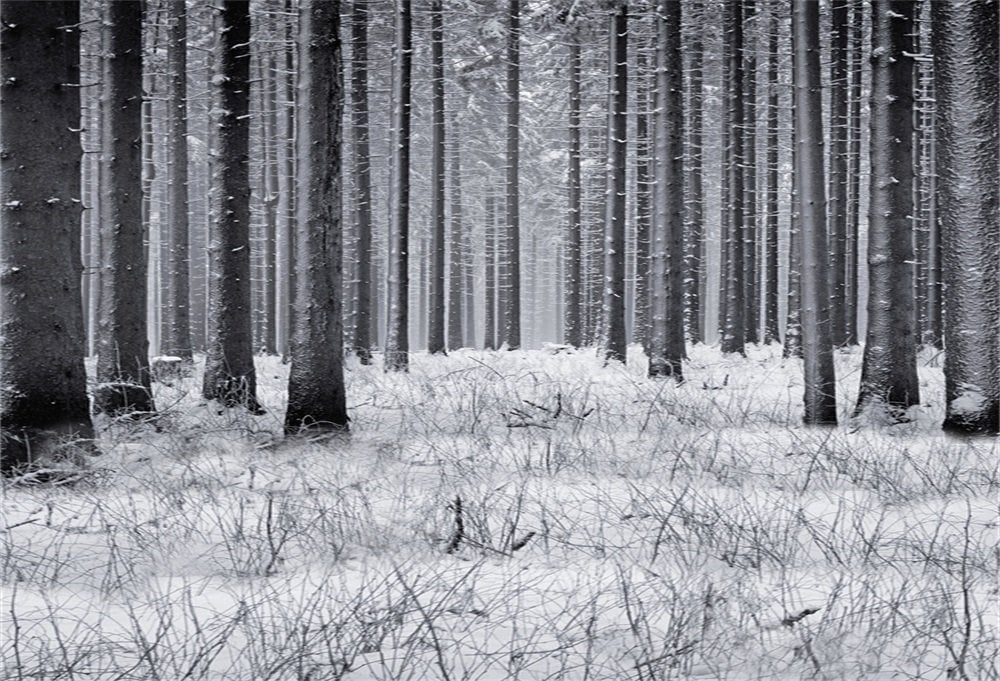 GreenDecor 7x5ft Winter Forest Backdrop Snowfield Tree Photography ...