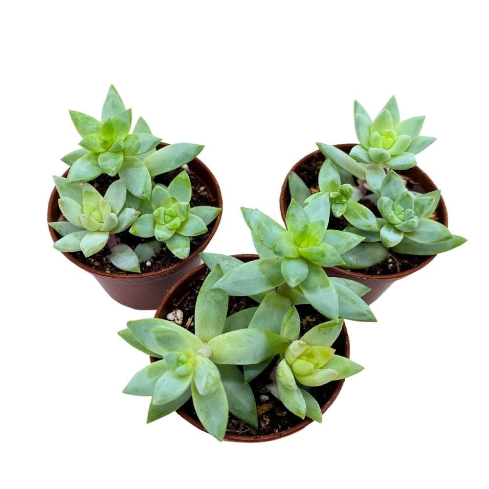 Greene's liveforever 2 inch Set of 3, Dudleya greenei Stonecrop ...