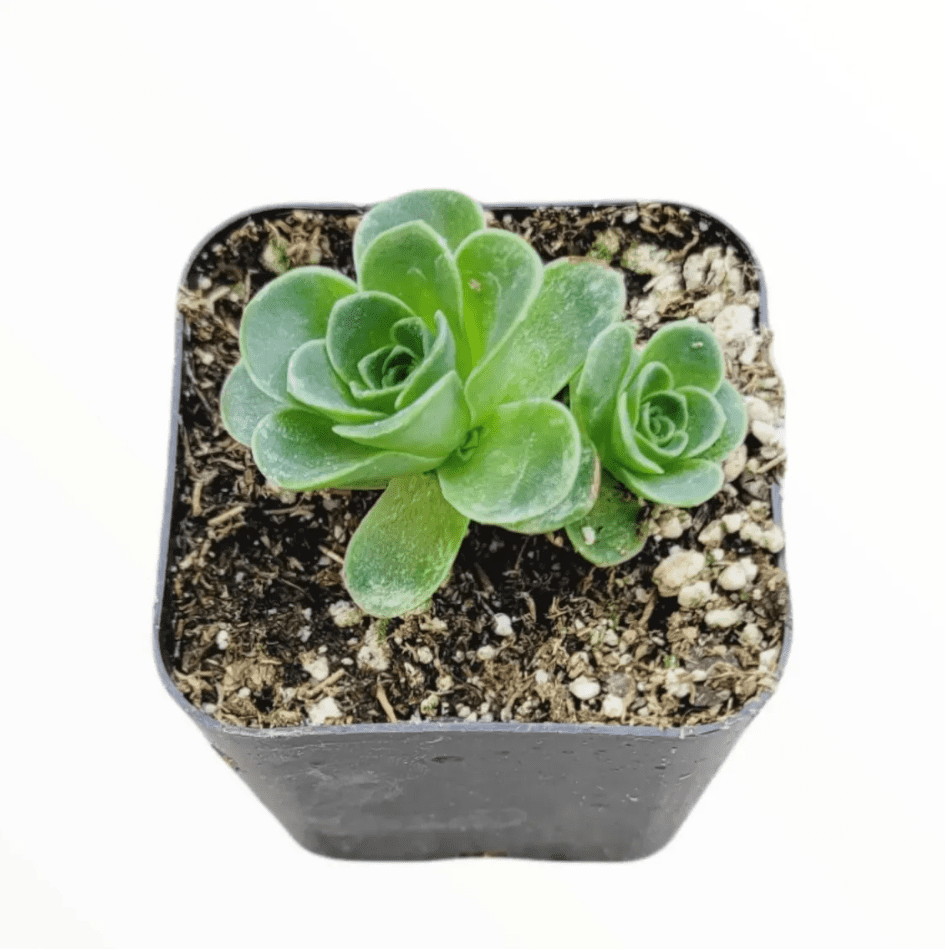 Greenovia Dodrentalis Mountain Rose [Dormant in Summer] Succulent Live ...