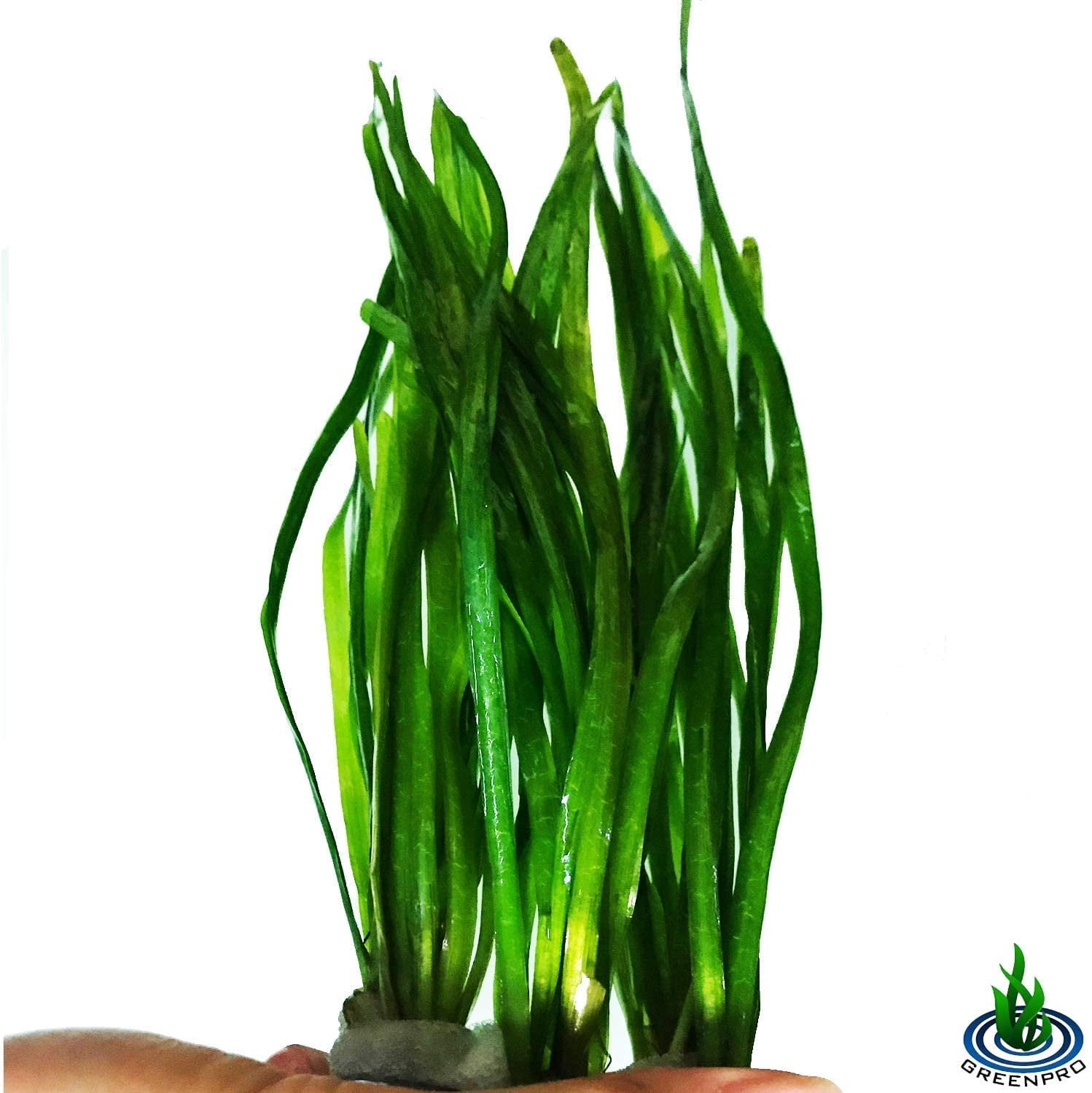 Vallisneria Spiralis