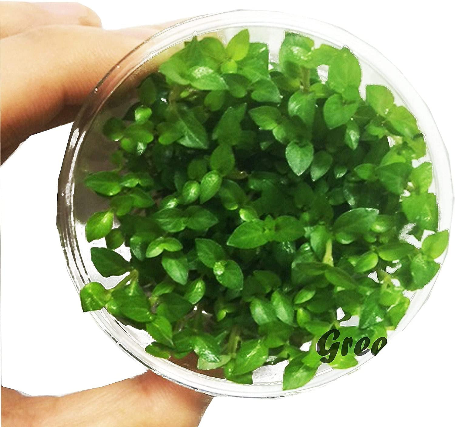 Greenpro Staurogyne Repens Carpet Foreground Live Aquarium Plants Vitro ...