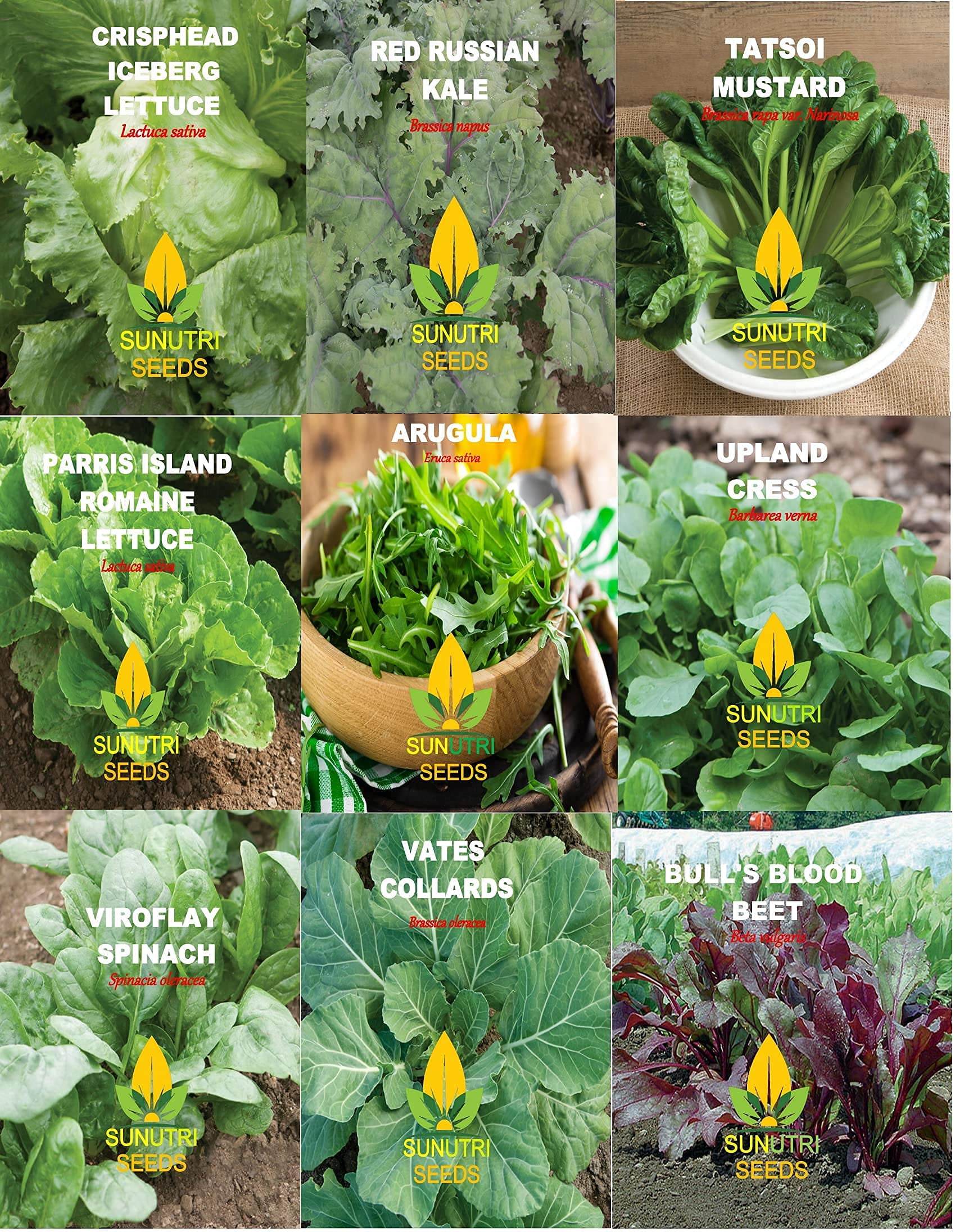 Greens Seeds Collection, 2500+ Seeds, 9 Heirloom H2FSDVarieties, Beet ...