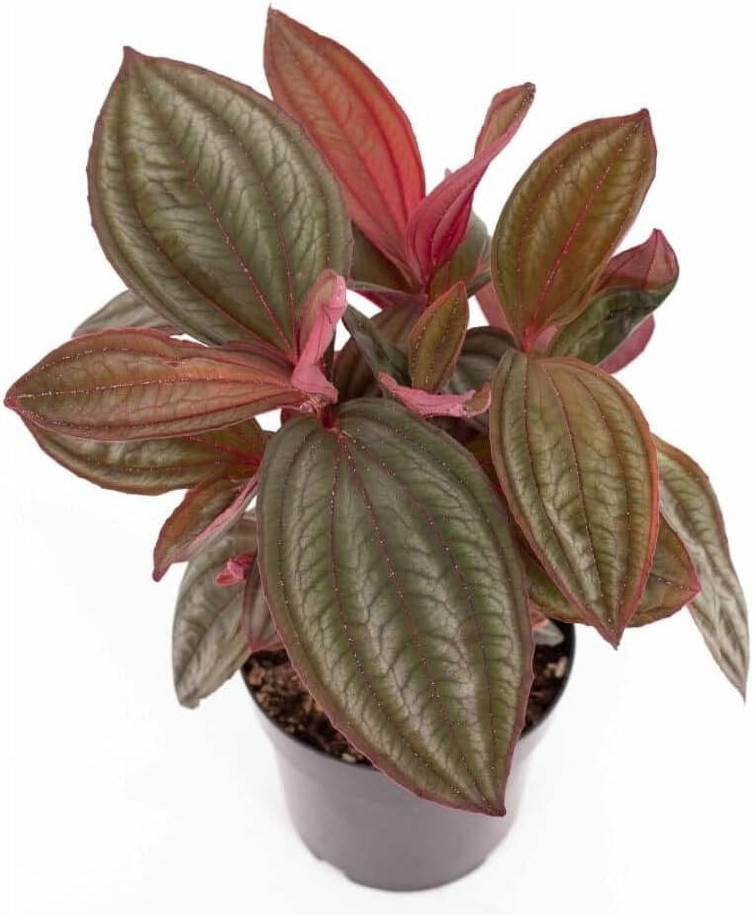 Gregori Hambali Medinilla Plant - 4 Live Plants in 2 Inch Grower's Pot ...