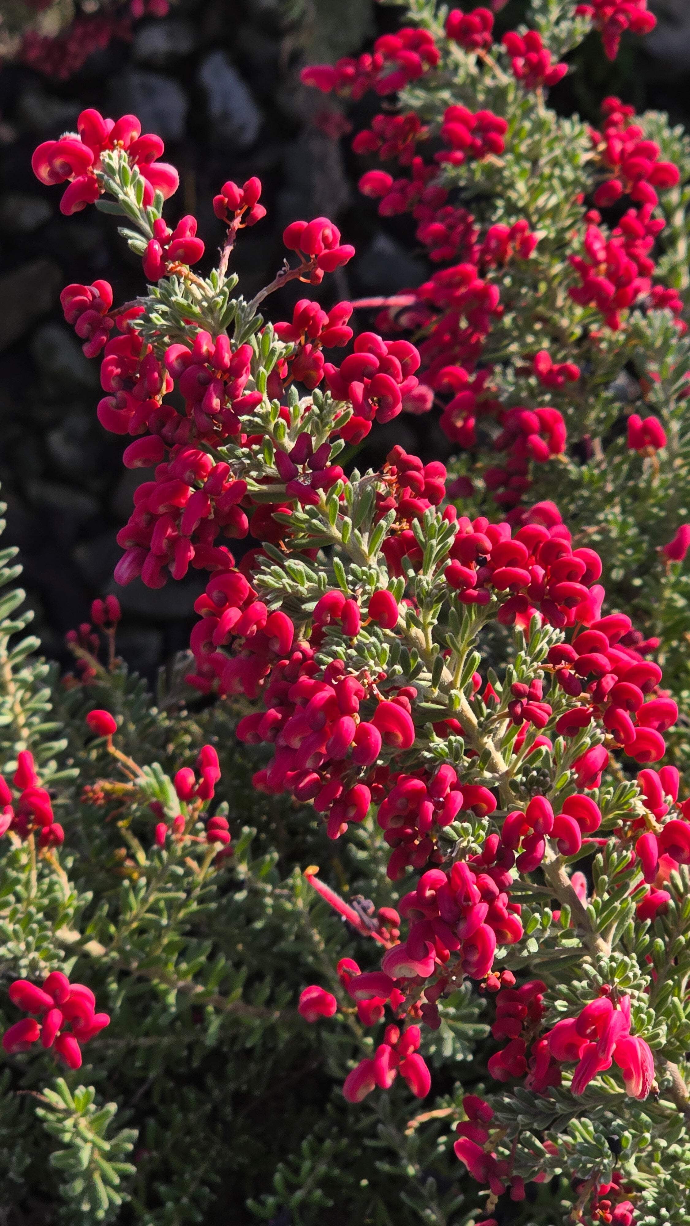 Grevillea lanigera 'Mt Tamboritha on 5 gallon pot - Get similar - Walmart.com