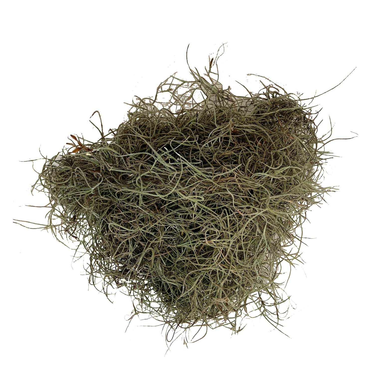 Grey/Green Spanish Moss - 5 lbs - Fresh Cut Flowers - Moss - by ...
