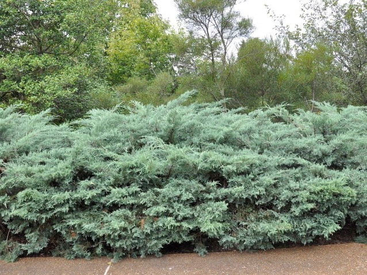 New Life Nursery & Garden Grey Owl Juniper Starter Plant, 7L, Evergreen ...