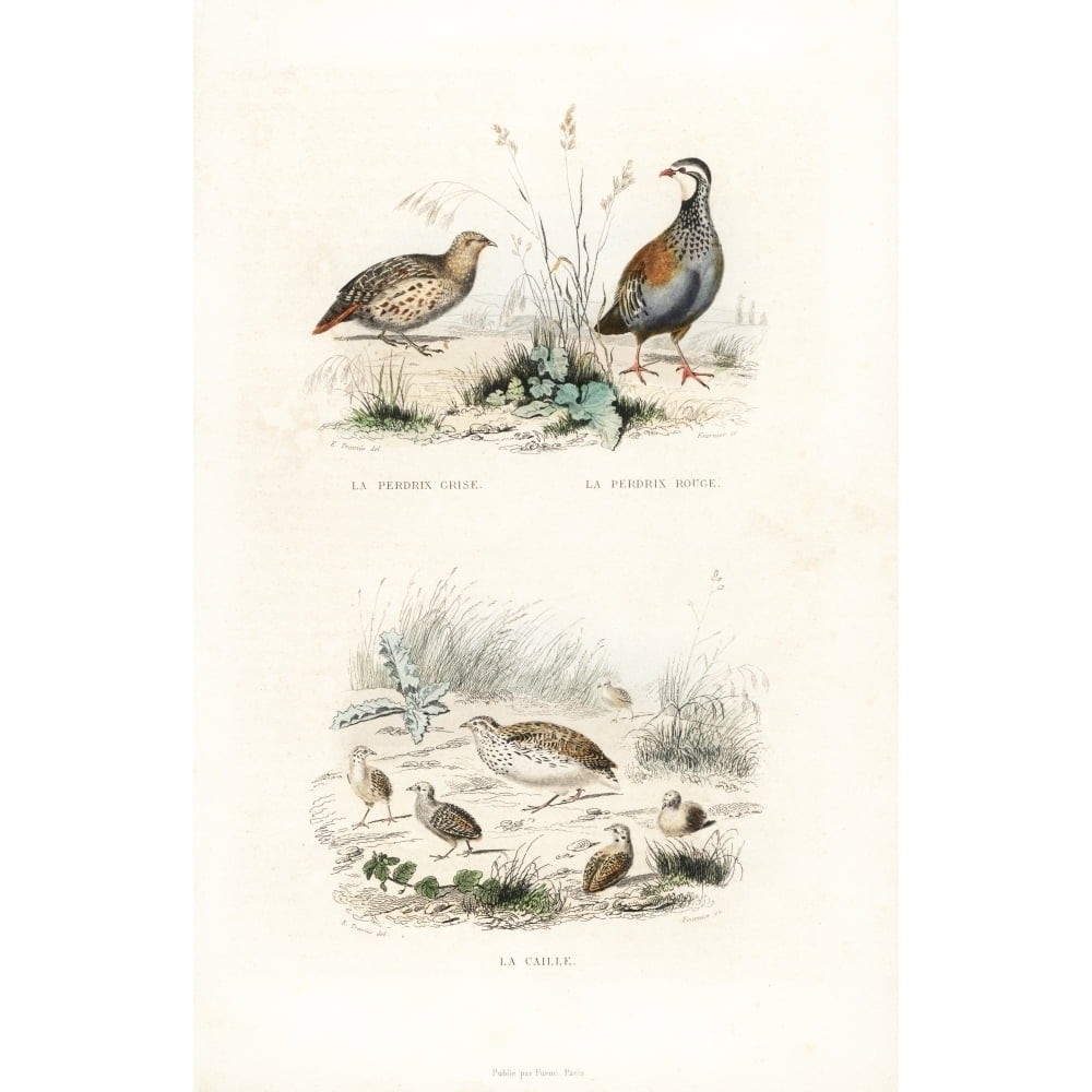 Grey Partridge Red-Legged Partridge And Quail Poster Print By ...