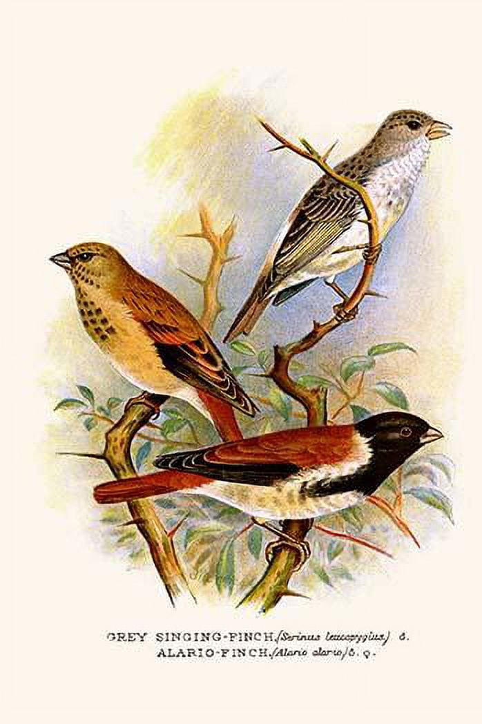 Grey Singing Finch or Canary & Alario Finch-Fine Art Canvas Print (20 ...