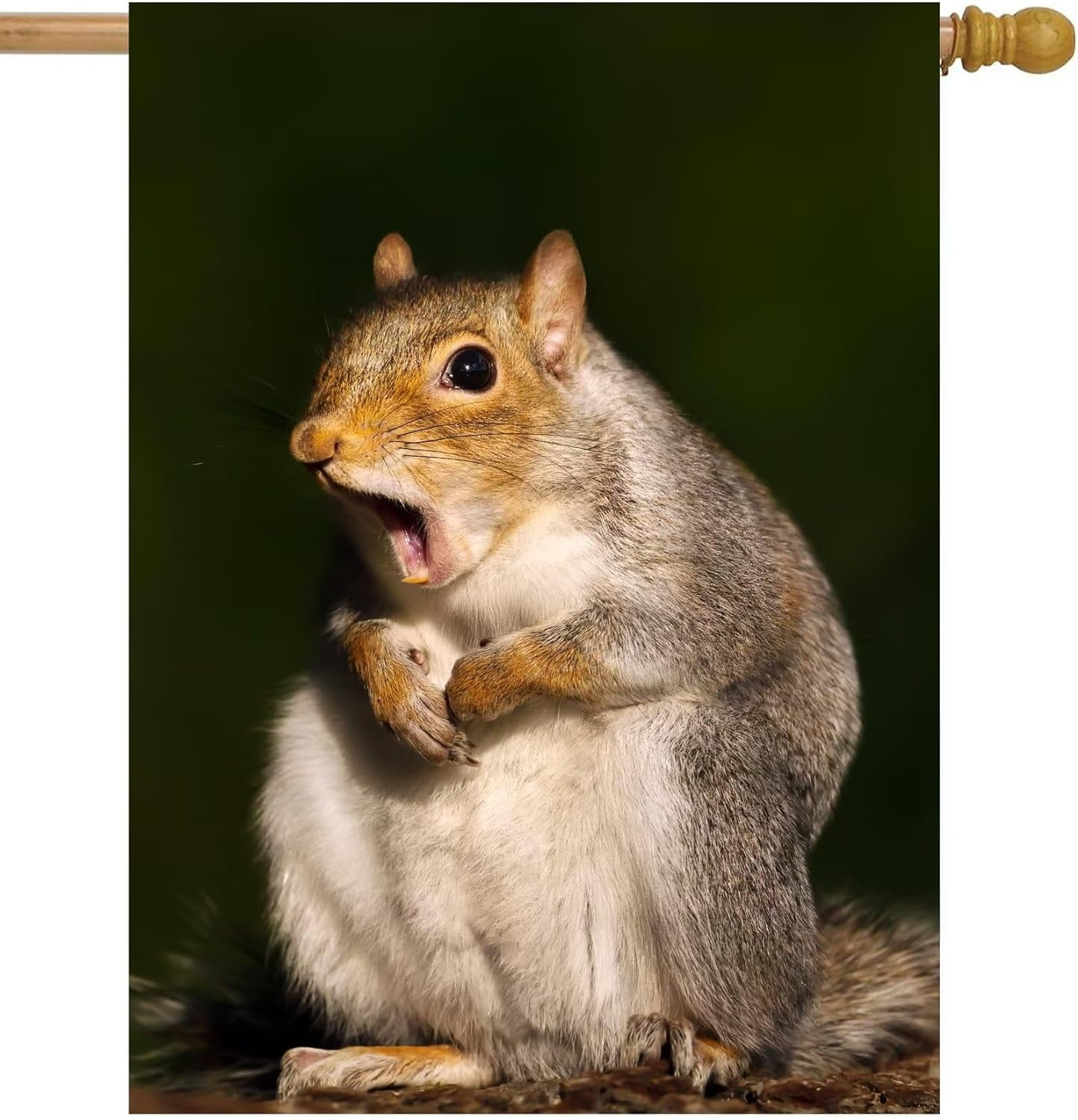 Grey Squirrel Yawning Garden Flag 28 x 40 Inch, Double Sided Outdoor ...