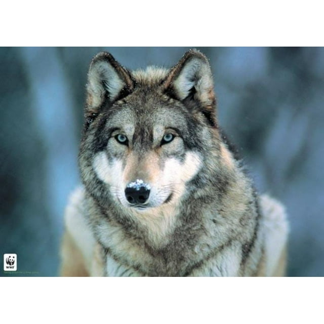 Grey Wolf Wild Wolves Gray Fur Wildlife Close Up Nature Photo Poster ...