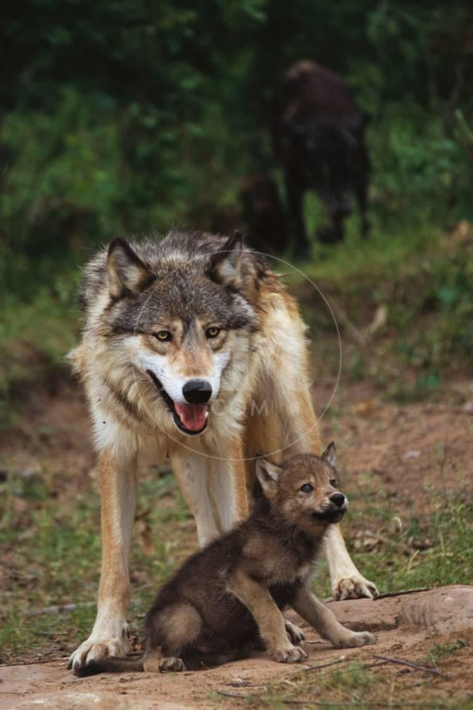 Grey Wolf with Pup, Unframed Photographic Print Wall Art by W^ Perry ...