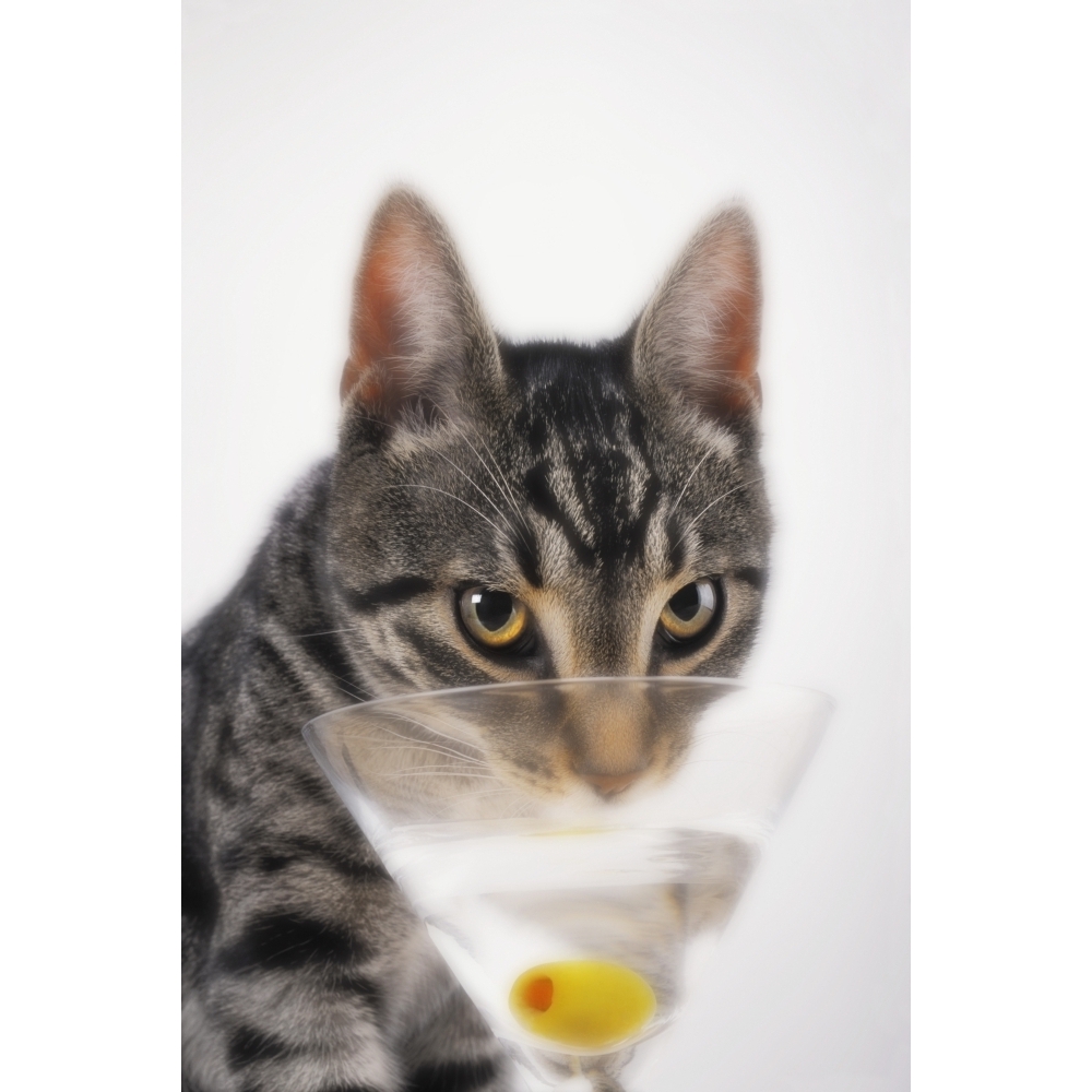 Grey tabby cat drinking martini;Vancouver british columbia canada ...