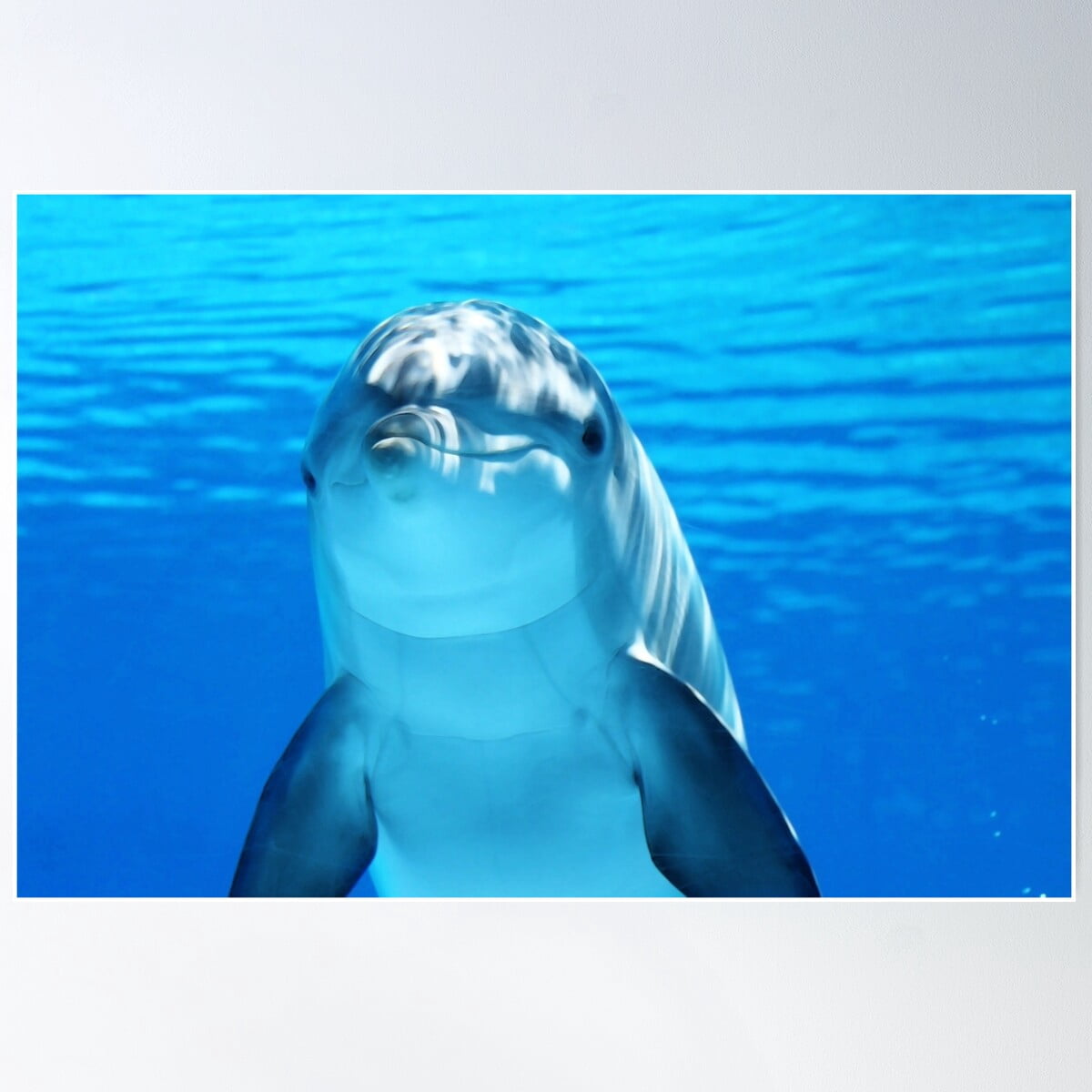 Grinning Dolphin Poster Wall Art, Modern Wall Decor For Living Room ...