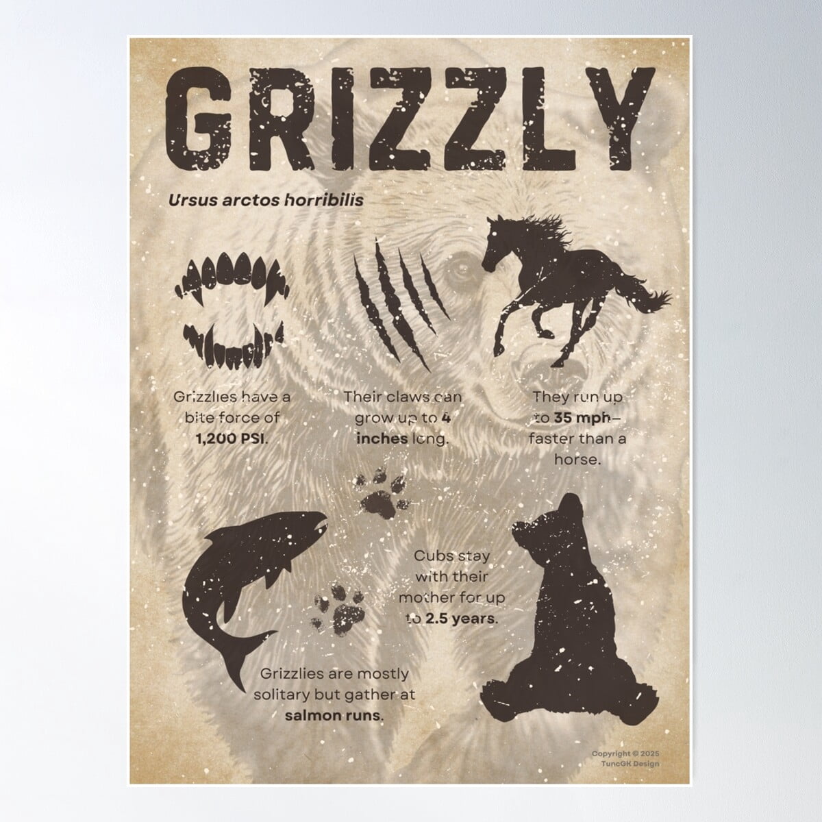 Grizzly Bear Educational Poster - Rustic Infographic Poster Wall Art ...