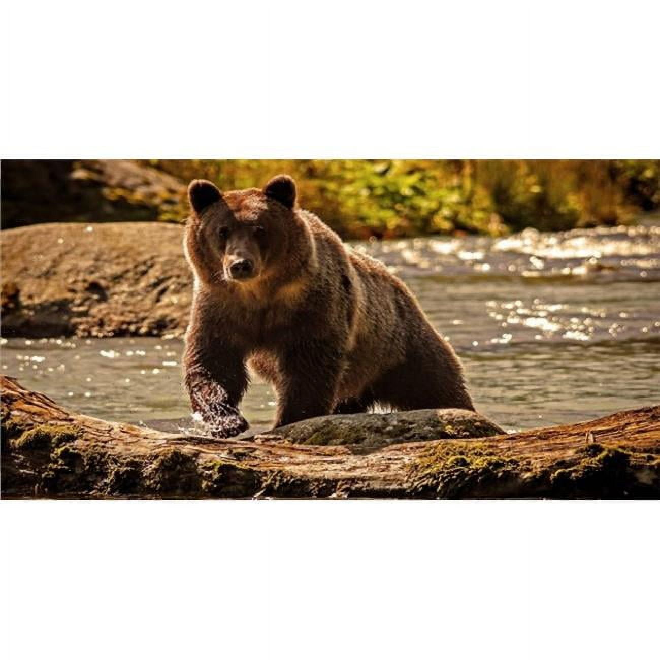 Grizzly Bear License Plate