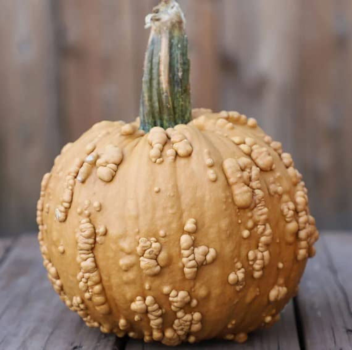 Grizzly Bear Pumpkin Seeds for Planting (10 Seeds) Rare Brown Worty ...