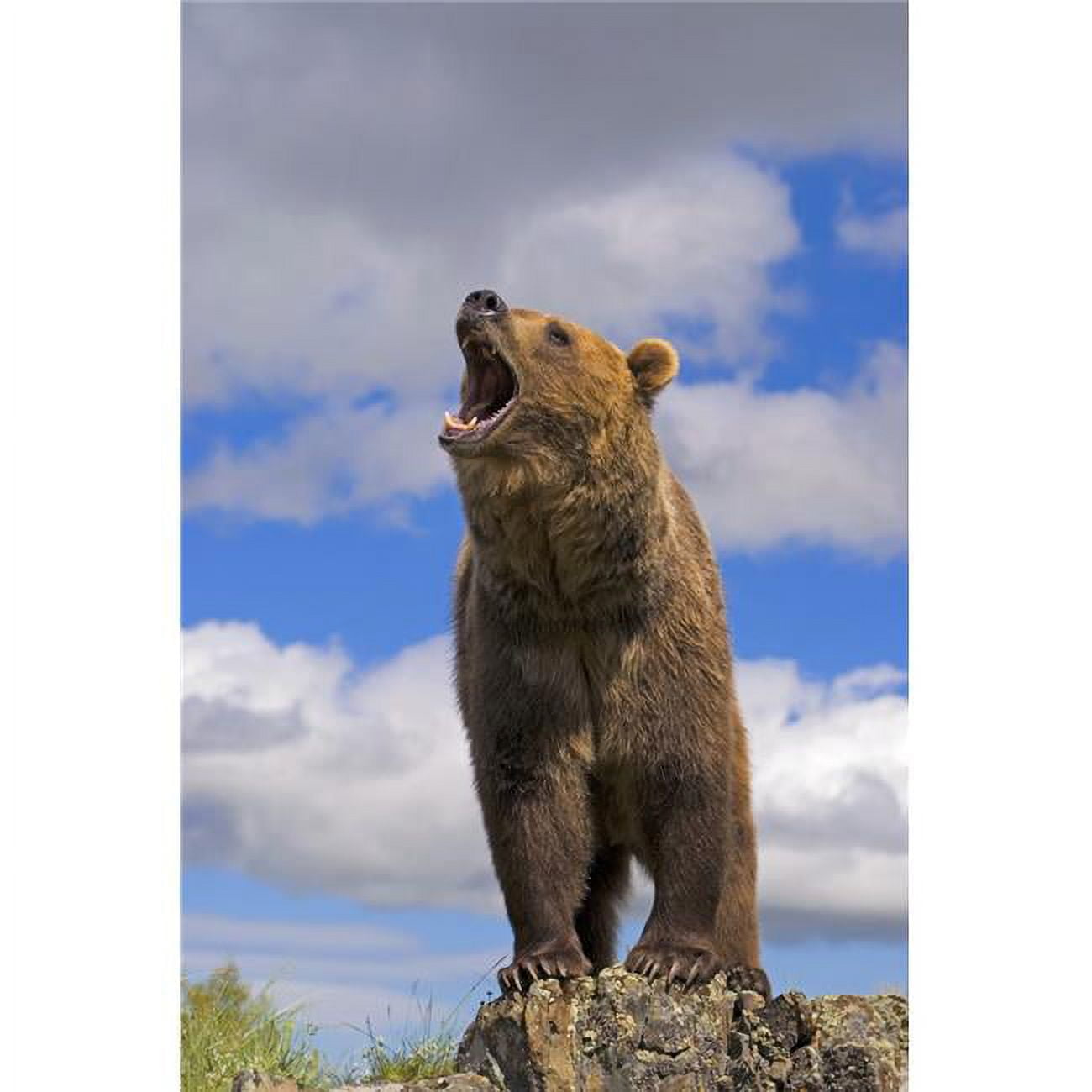 Grizzly Bears Roaring