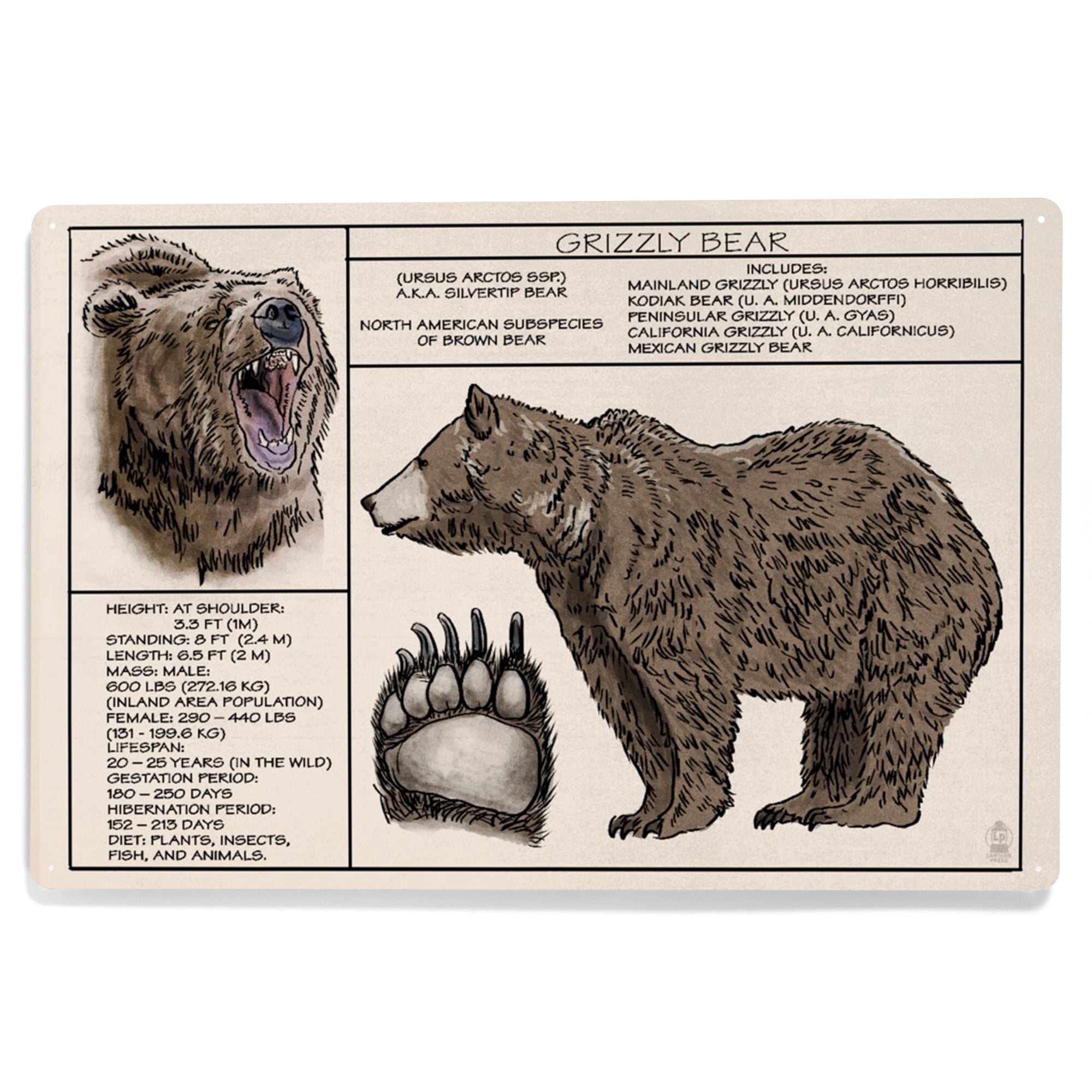 Grizzly Bear, Technical (12x18 Aluminum Art, Indoor Outdoor Metal Sign ...