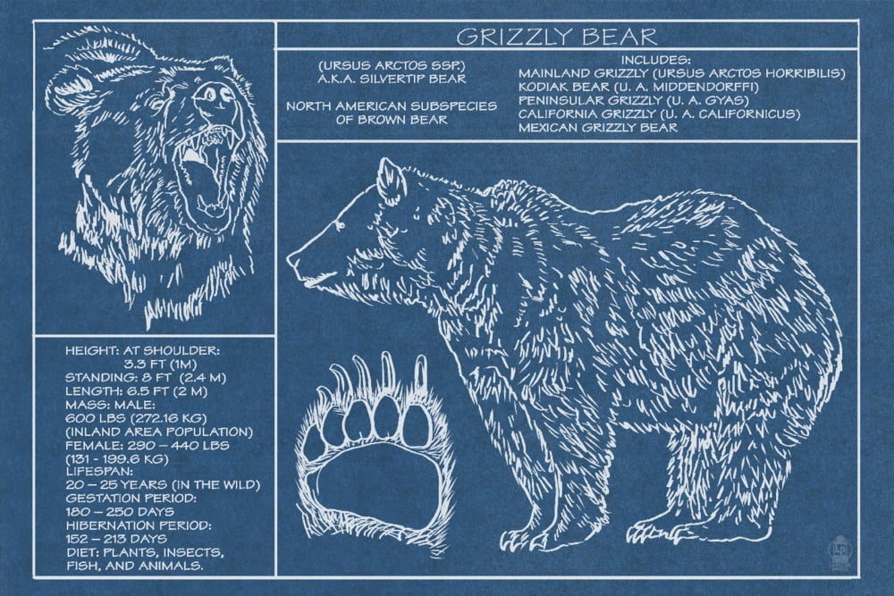 Grizzly Bear, Technical Blueprint (16x24 Giclee Gallery Art Print ...