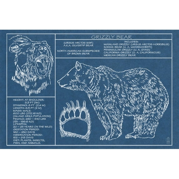 Grizzly Bear, Technical Blueprint (16x24 Giclee Gallery Art Print ...