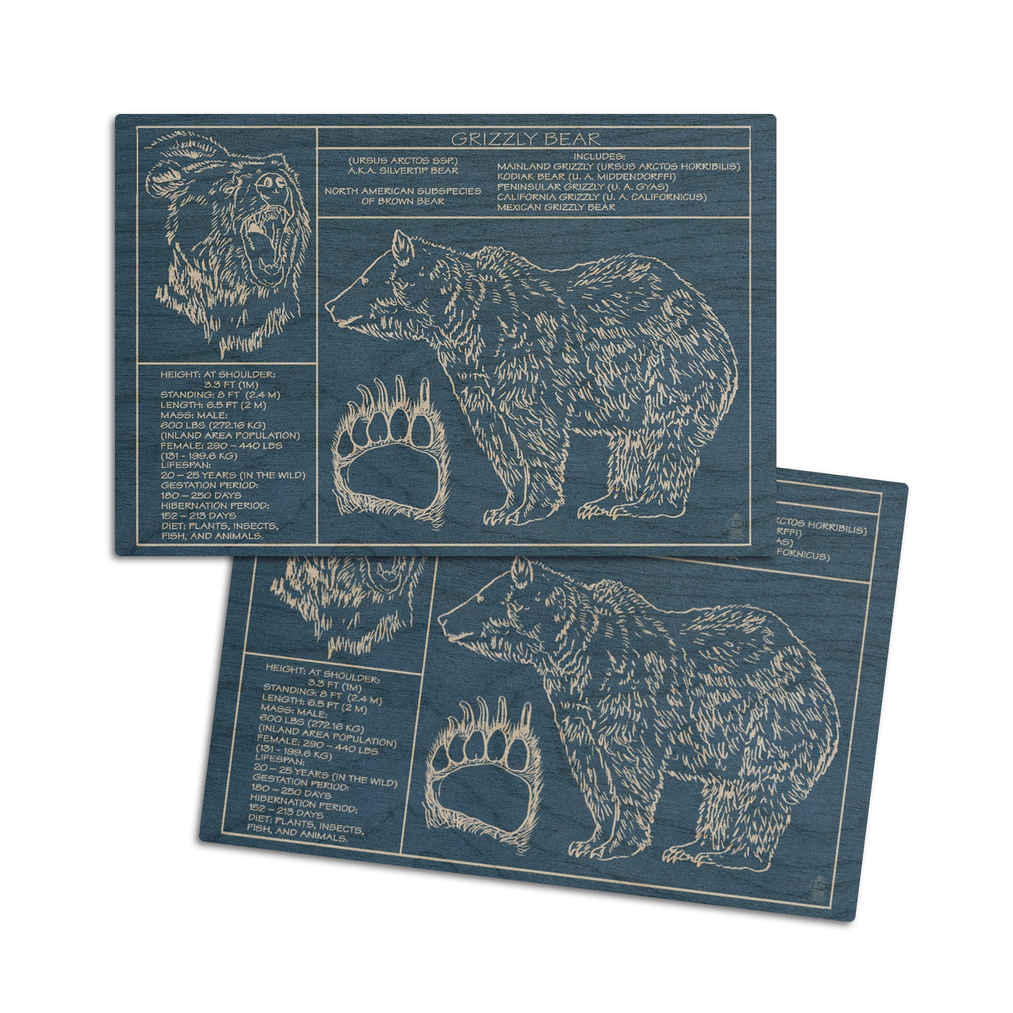 Grizzly Bear, Technical Blueprint (4x6 Birch Wood Postcards, 2-Pack ...