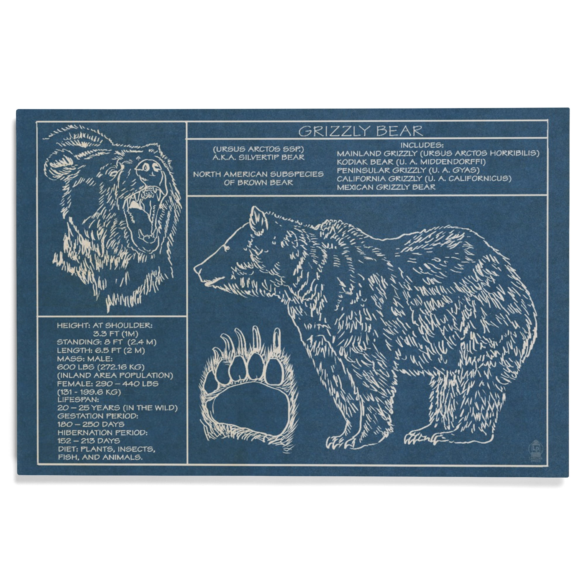Grizzly Bear, Technical Blueprint Birch Wood Wall Sign (12x18 Rustic ...