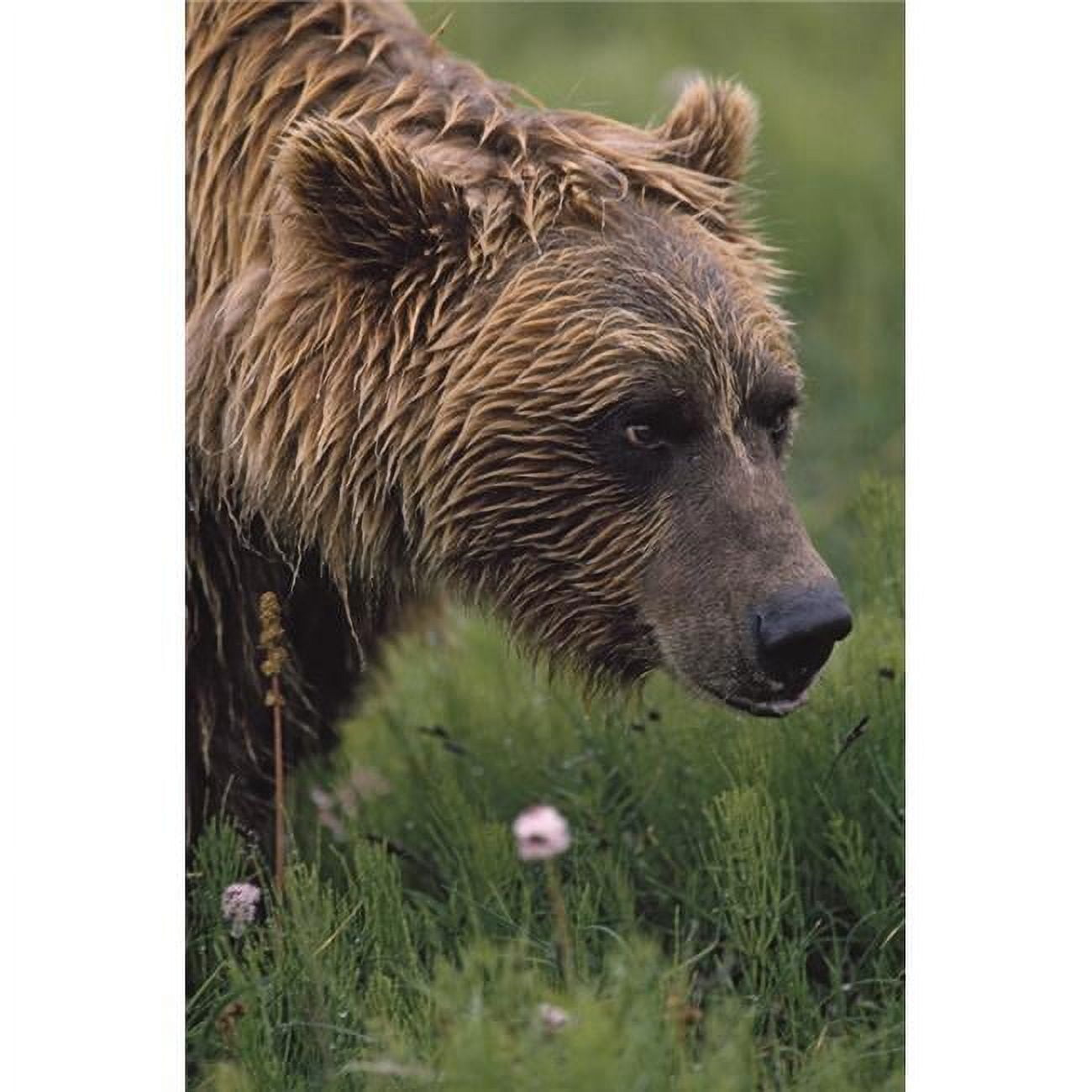 Grizzly Bear Wet From Rain Poster Print, 12 x 19 - Walmart.com