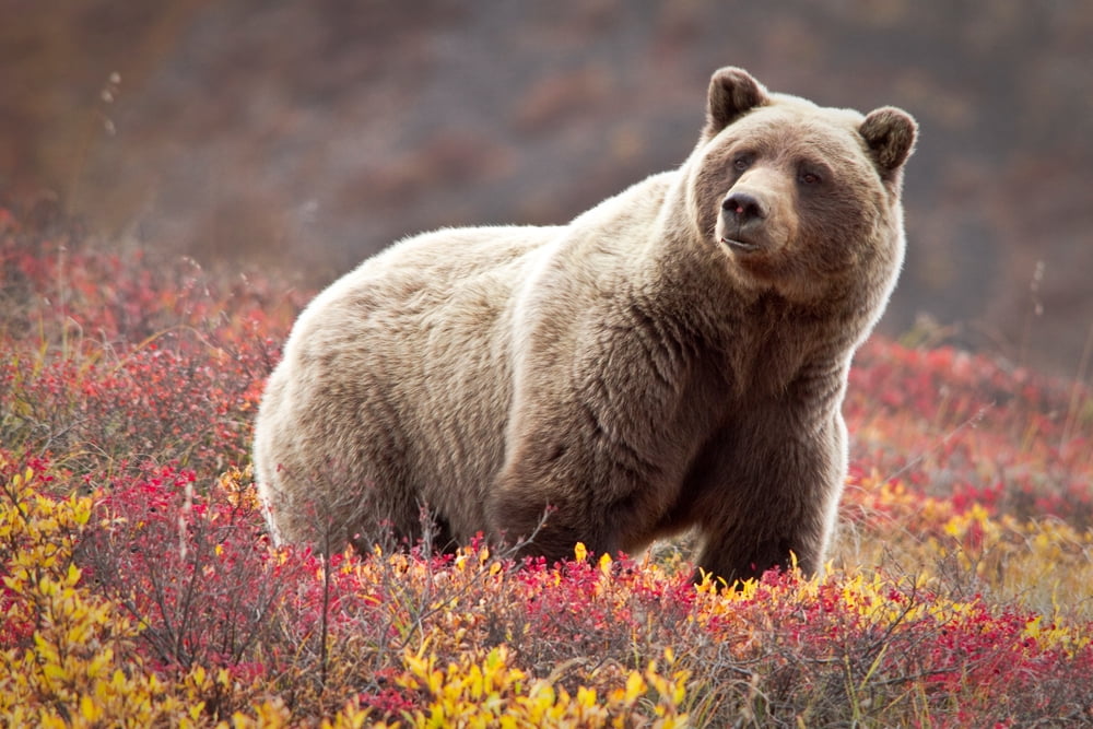 Grizzly Bear and Colorful Meadow Flowers (12x18 Wall Art Poster, Room ...