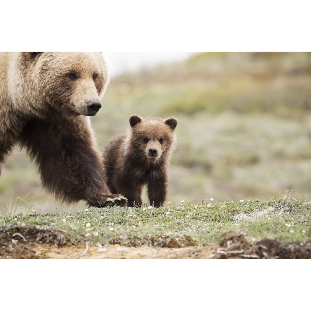 Grizzly Cub With Mother Near The Park Road In Spring Denali National ...