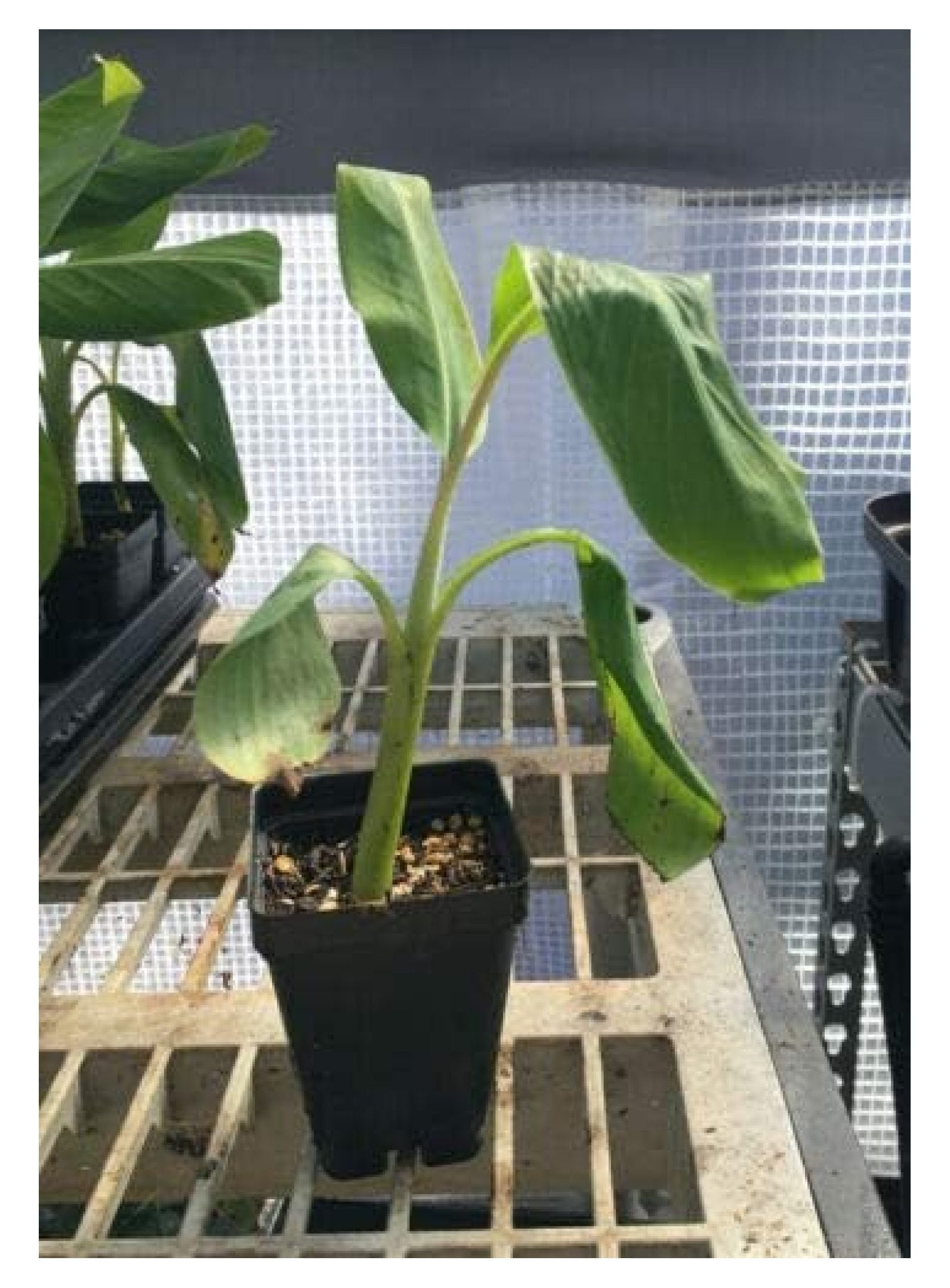 Gros Michel Banana Plant - Rare Variety - Live Plant - Walmart Business ...