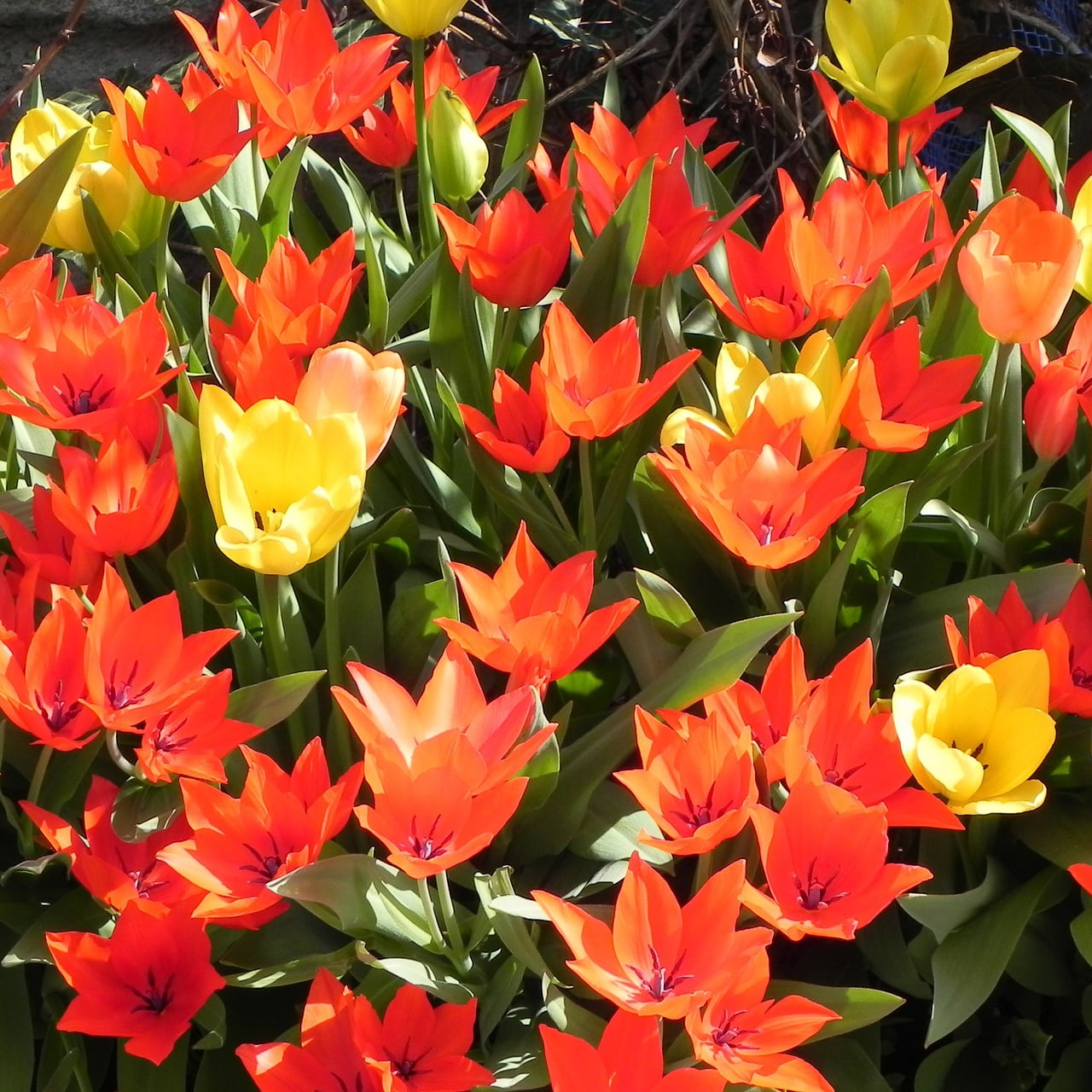 Ground Cover Tulip Flowers - 12 Bulbs - Attracts Bees & Butterflies ...