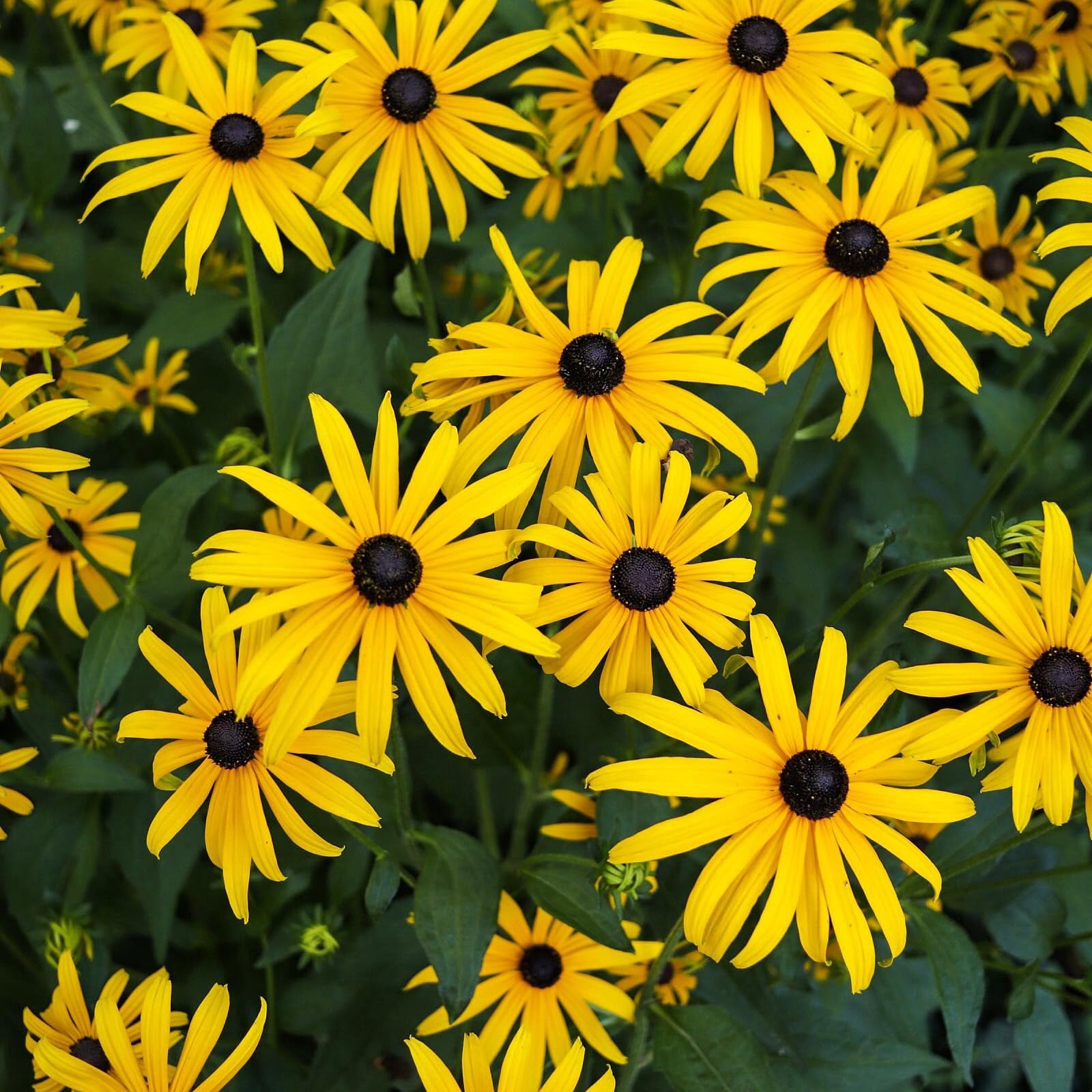 Groundio Black Eyed Susan Seeds, 7500+ ITL1 Perennial Rudbeckia Hirta ...