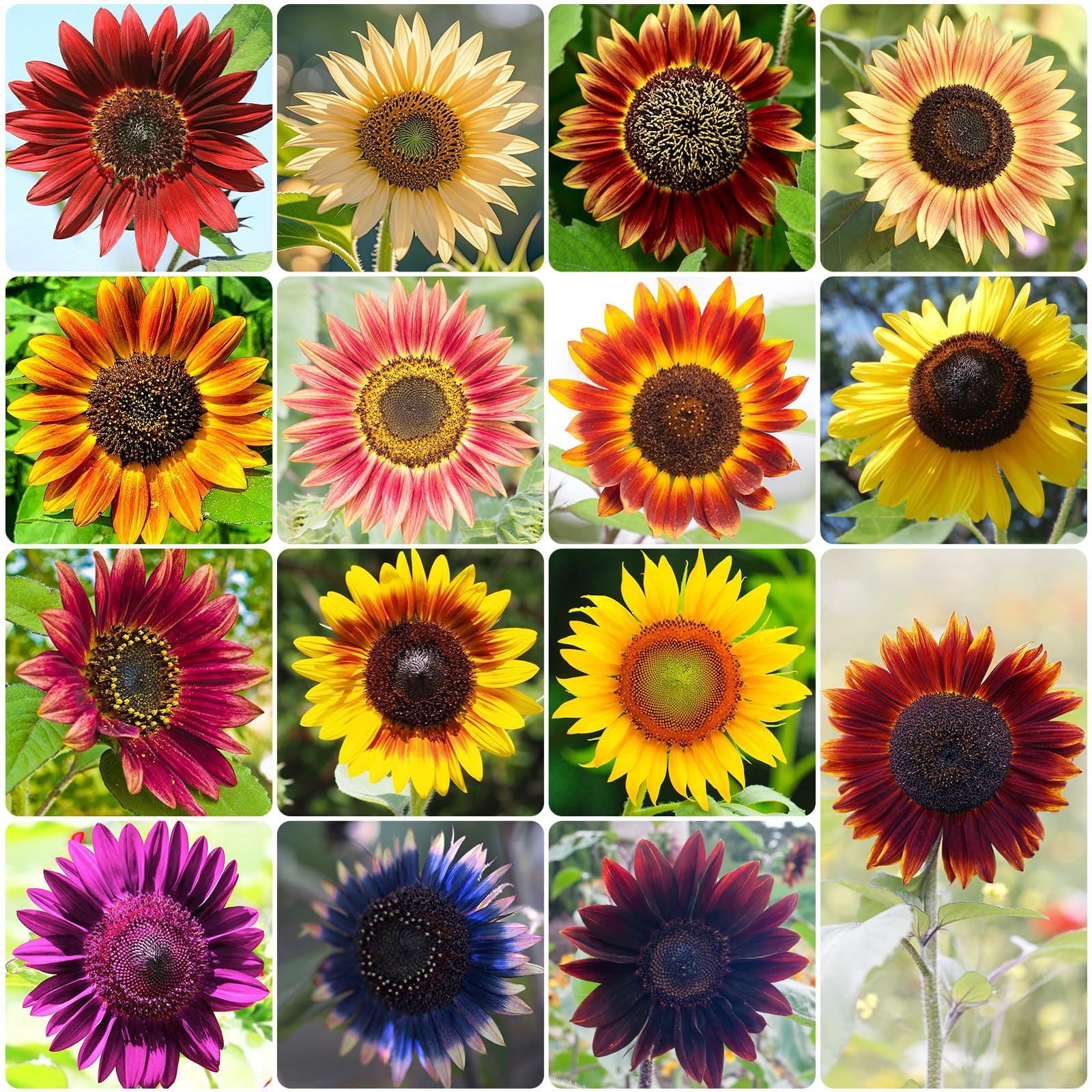 Groundio Sunflower SeedsITSC for Planting, 15+ Varieties, 1 Oz, 1000 ...