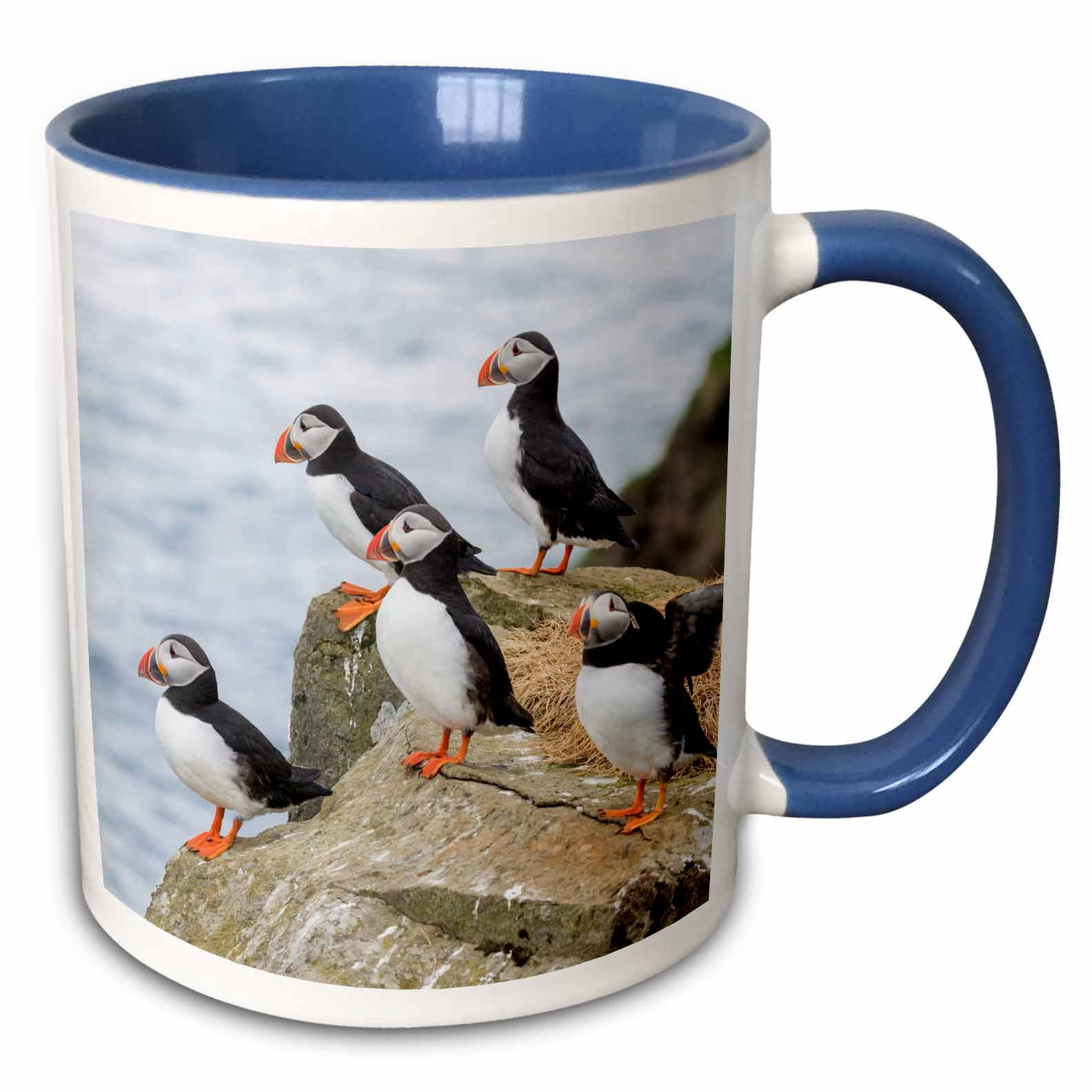 3drose, Group of Atlantic Puffins on Mykines, Faroe Islands, Denmark ...