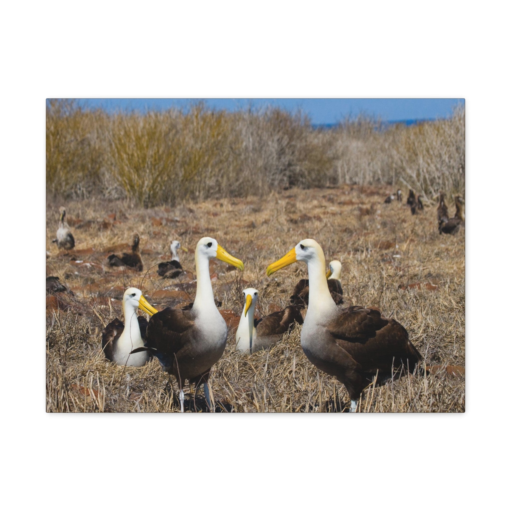 Group of Albatross Unframed - Walmart.com
