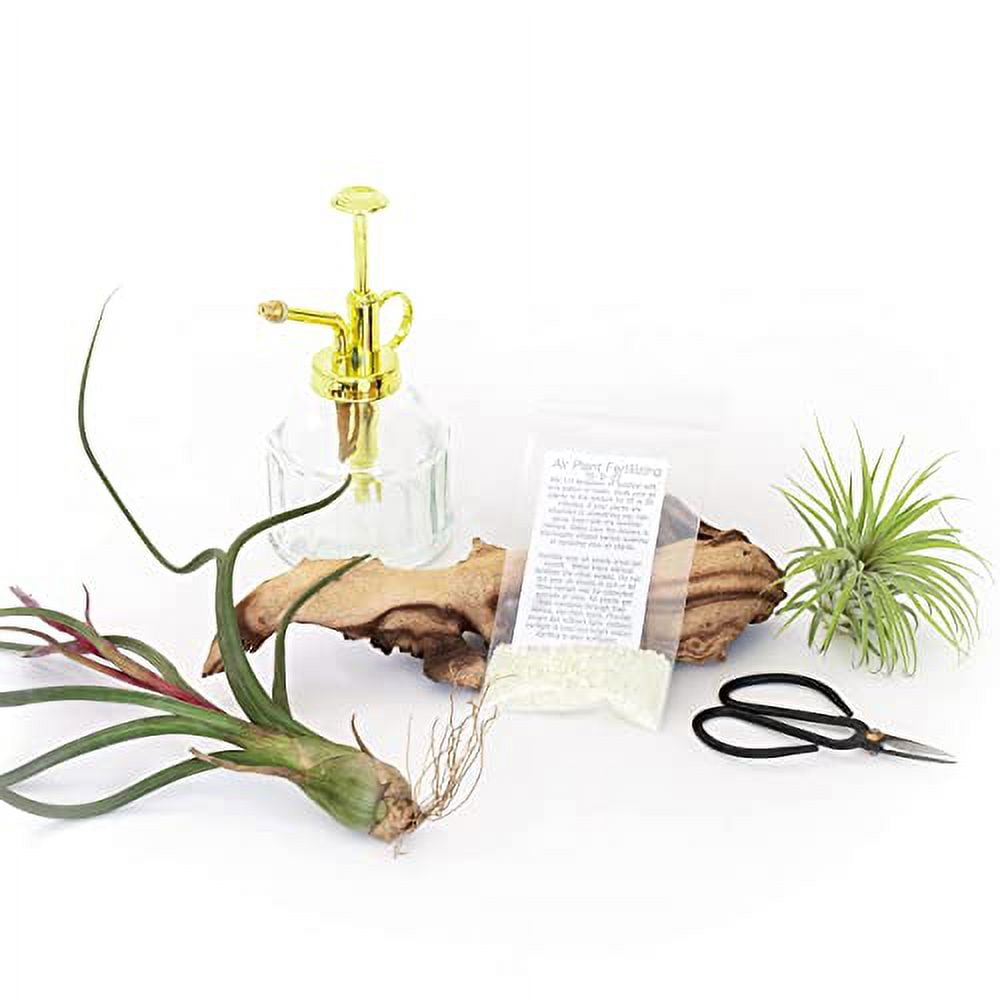 Grow More Air Plant Fertilizer - Tillandsia Fertilizer 16-9-25-1 Year ...