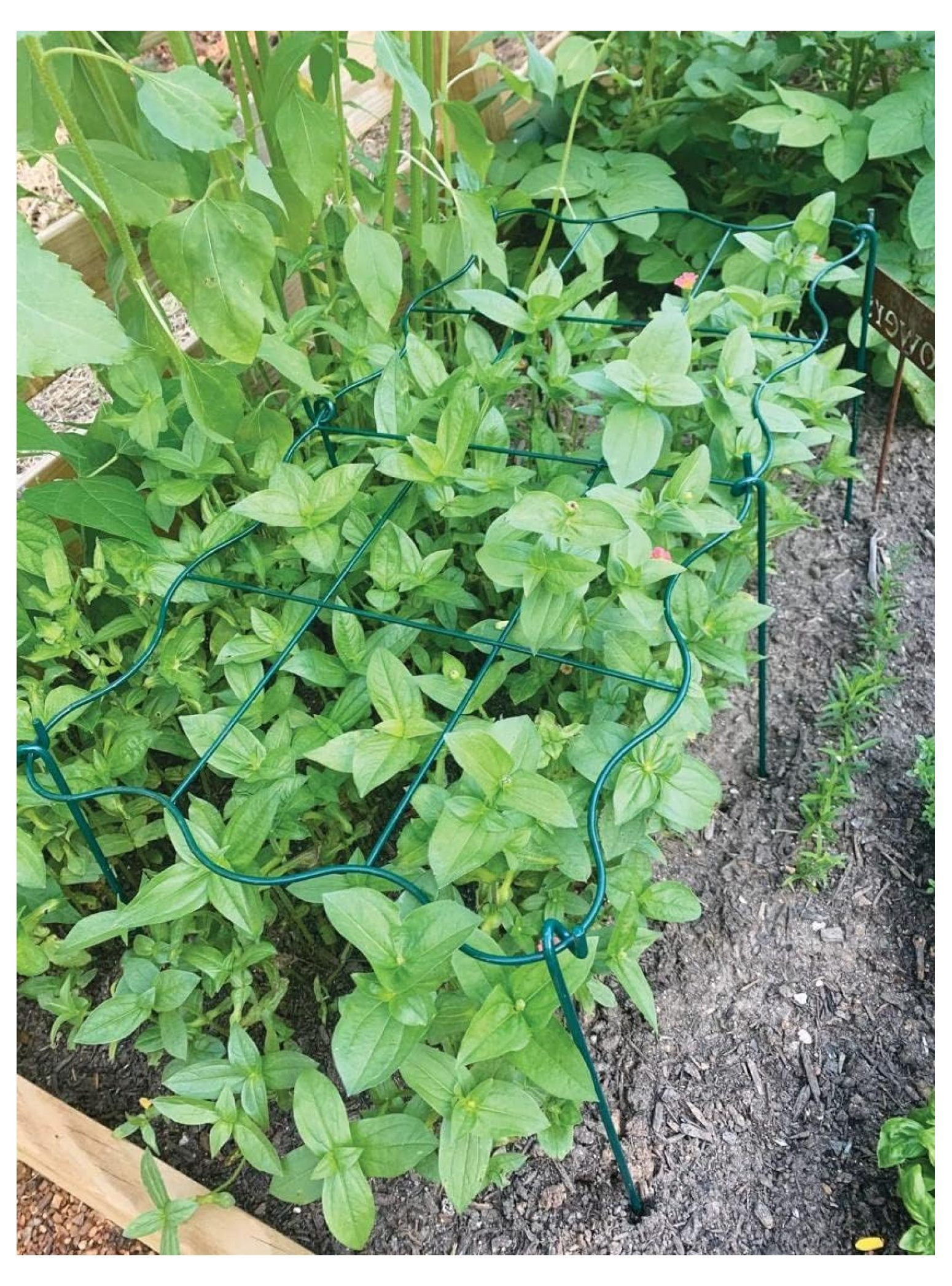 Grow Through Flower Plant Support | Sturdy Powder Coated Metal Grid ...