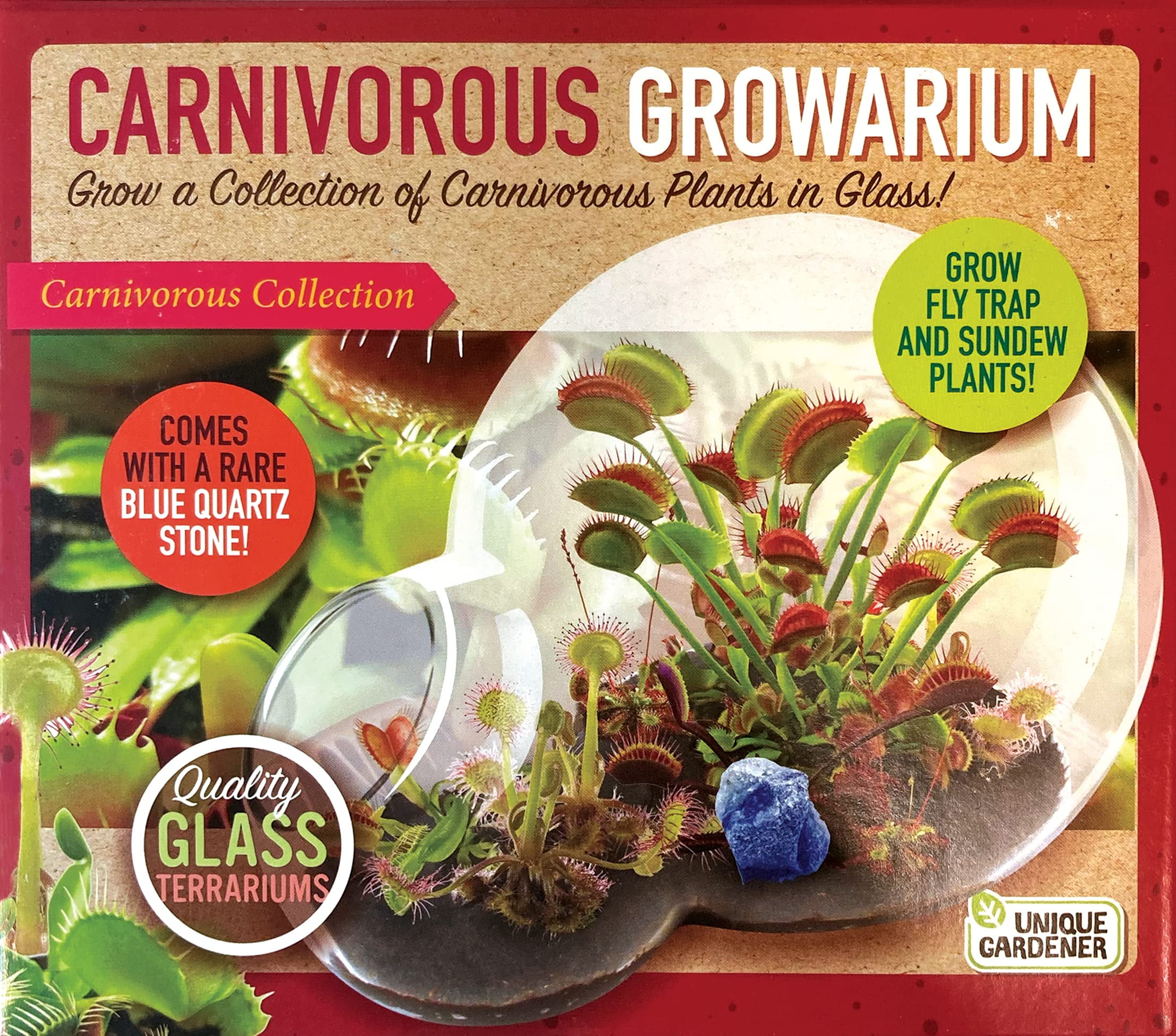 Grow Your Own Venus Fly Trap, AIS1 Kids Garden Glass Terrarium Starting Kit to Sprout Flytrap ...