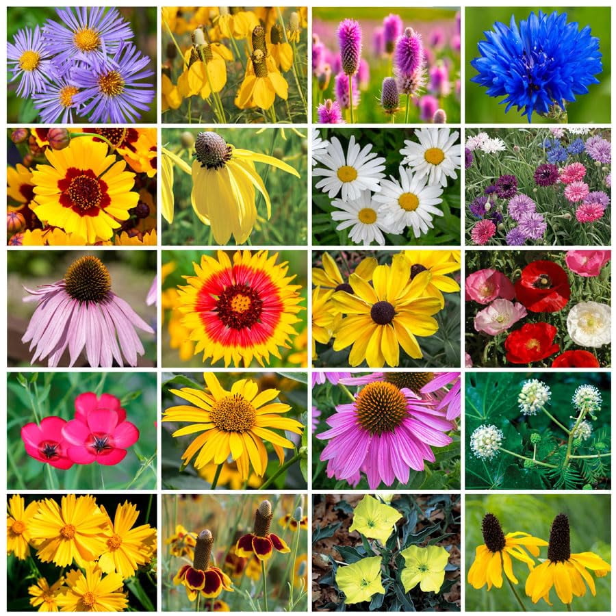 Grow Your Own Vibrant Annual and Perennial MHD1Wildflower Garden Seeds ...