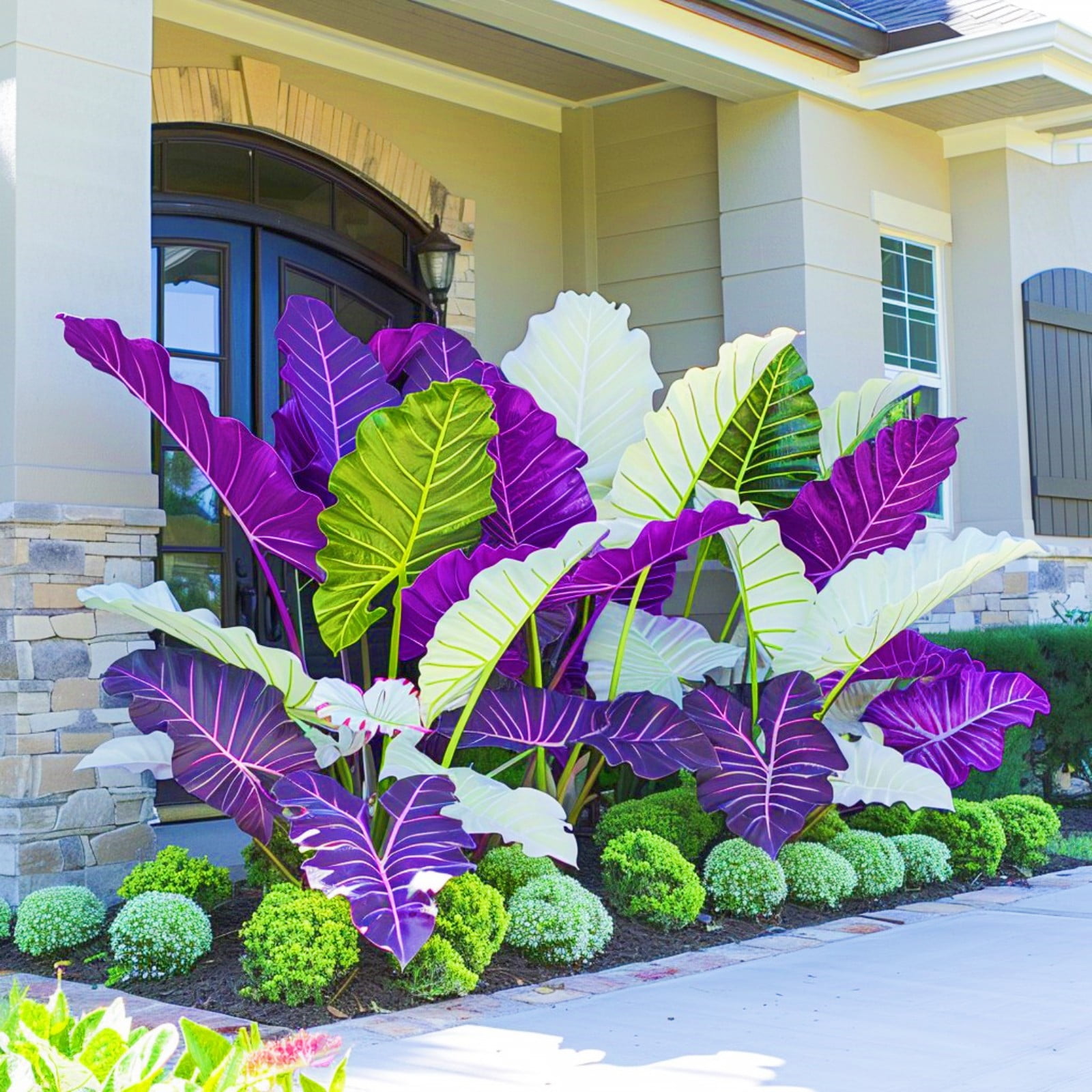 Grow Well in Pots(elephant ear)Beautiful Environment Planting for Pots ...