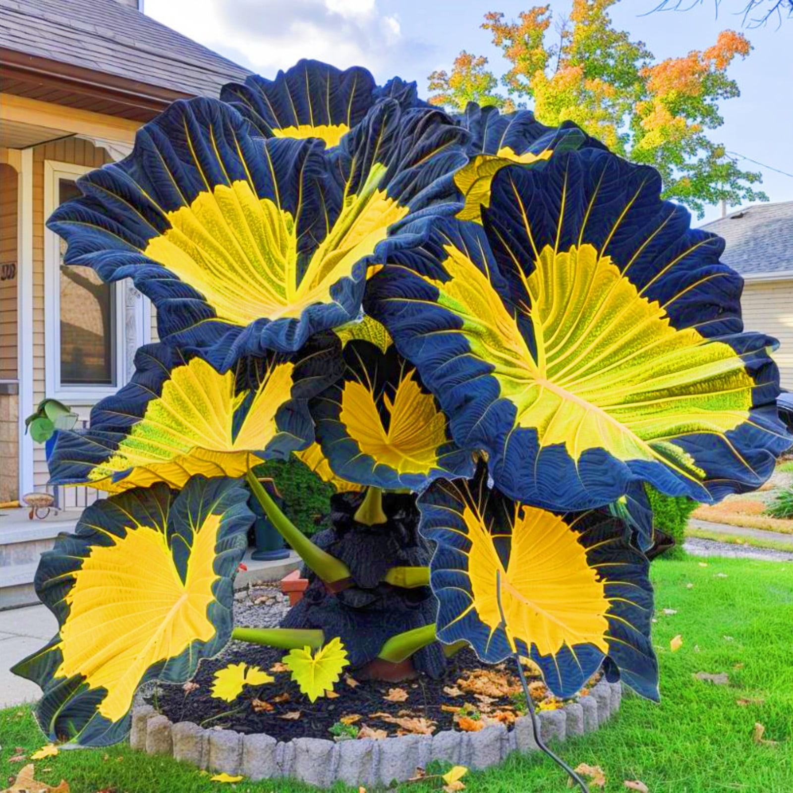 Grow Well in Pots(elephant ear)Beautiful Environment Planting for Pots ...