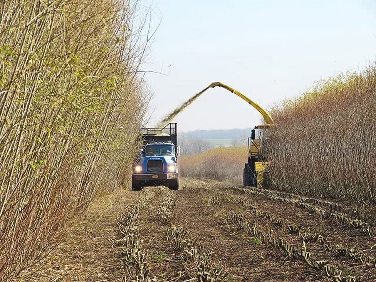 Grow Willow for Biofuel, Biomass - Fresh Cuttings to Plant - Easy and ...
