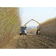 Grow Willow for Biofuel, Biomass - Fresh Cuttings to Plant - Easy and ...