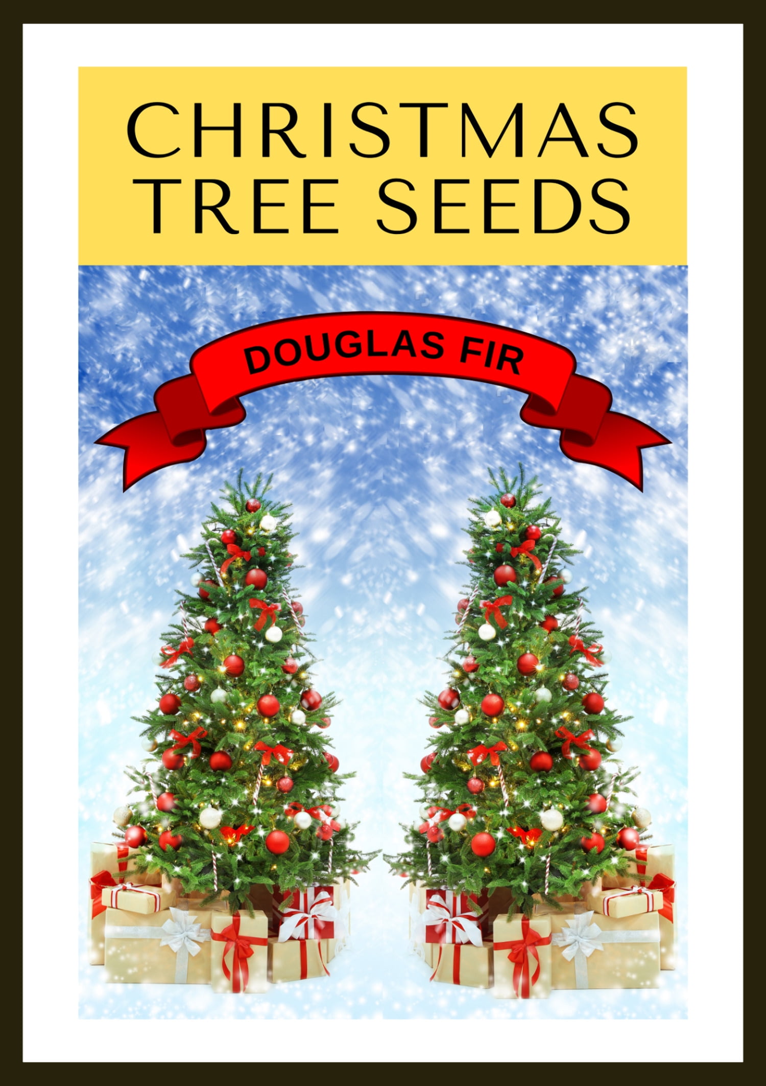 Grow Your Own CHRISTMAS TREE - Douglas Fir ( Pseudotsuga Menziesii ...