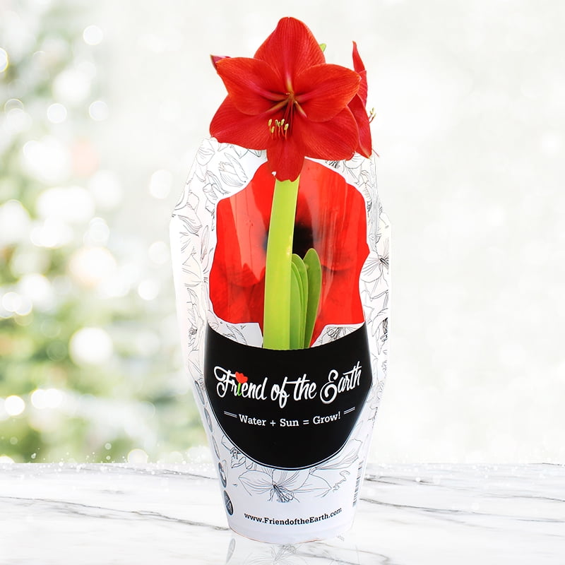 Grow Your Own Indoor Potted Amaryllis Flower Bulb | Red Lion Amaryllis ...