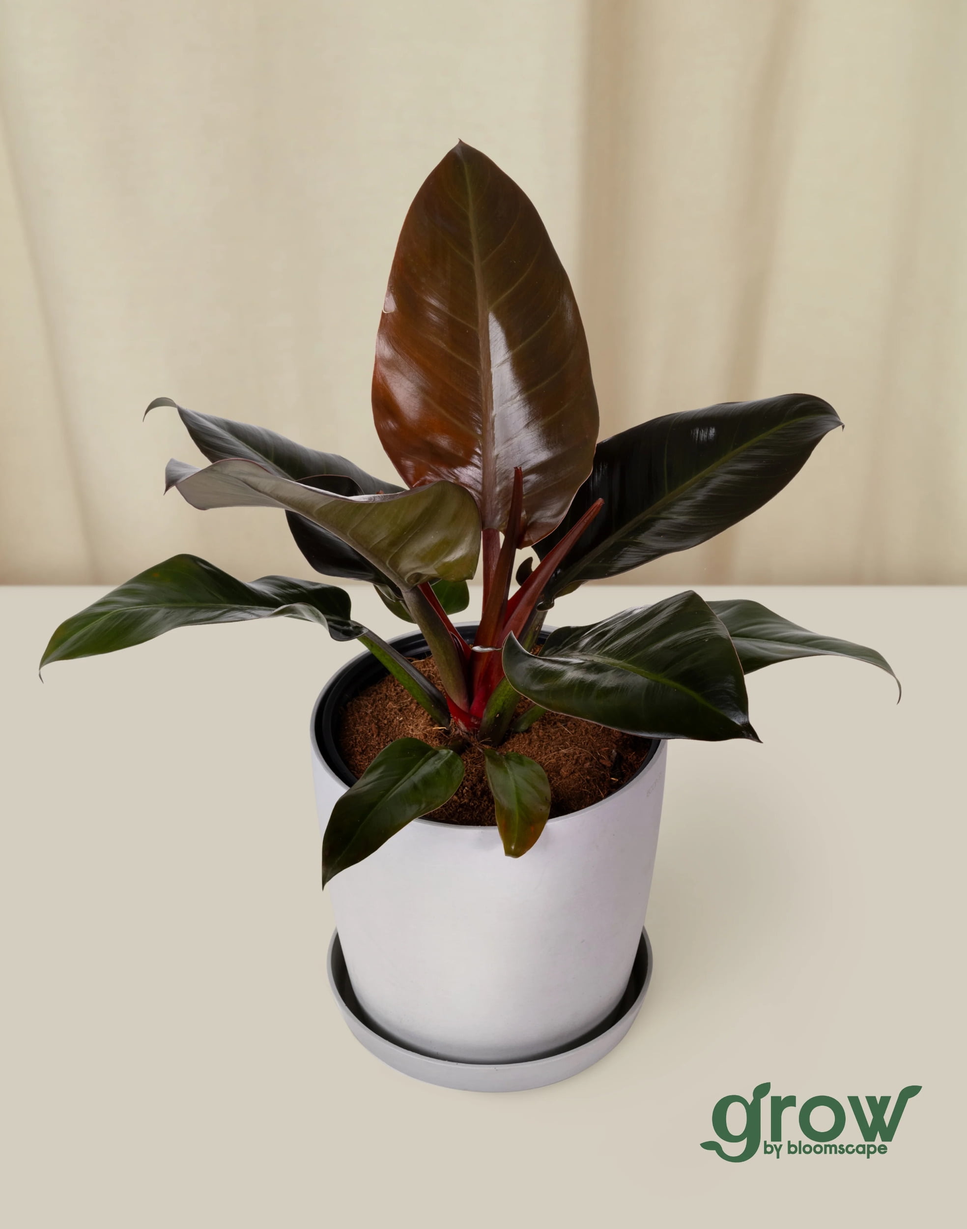Grow by Bloomscape Live Potted Indoor 16in. Tall Philodendron Rojo ...