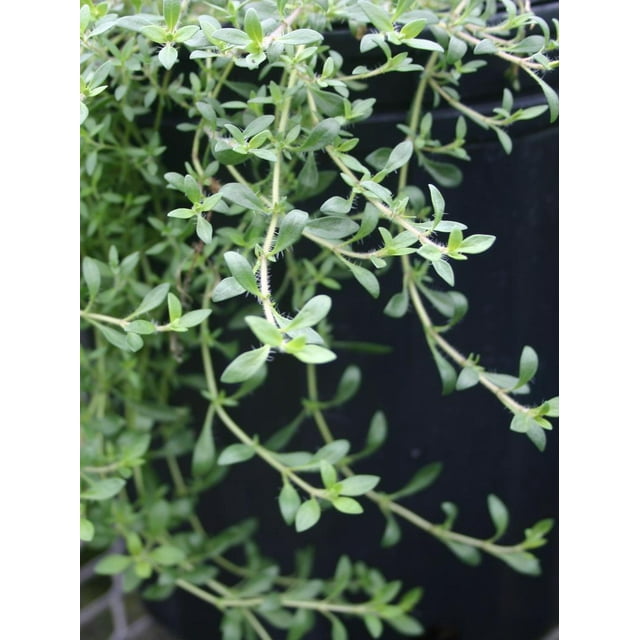 GrowFlow™Cascata Lemonade Thyme Plant - Thymus citriodorus - Trailing ...